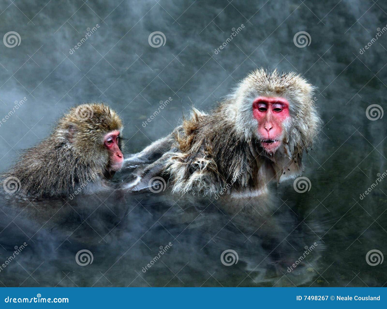 Snow Monkey stock image. Image of rock, primate, habitat - 7498267