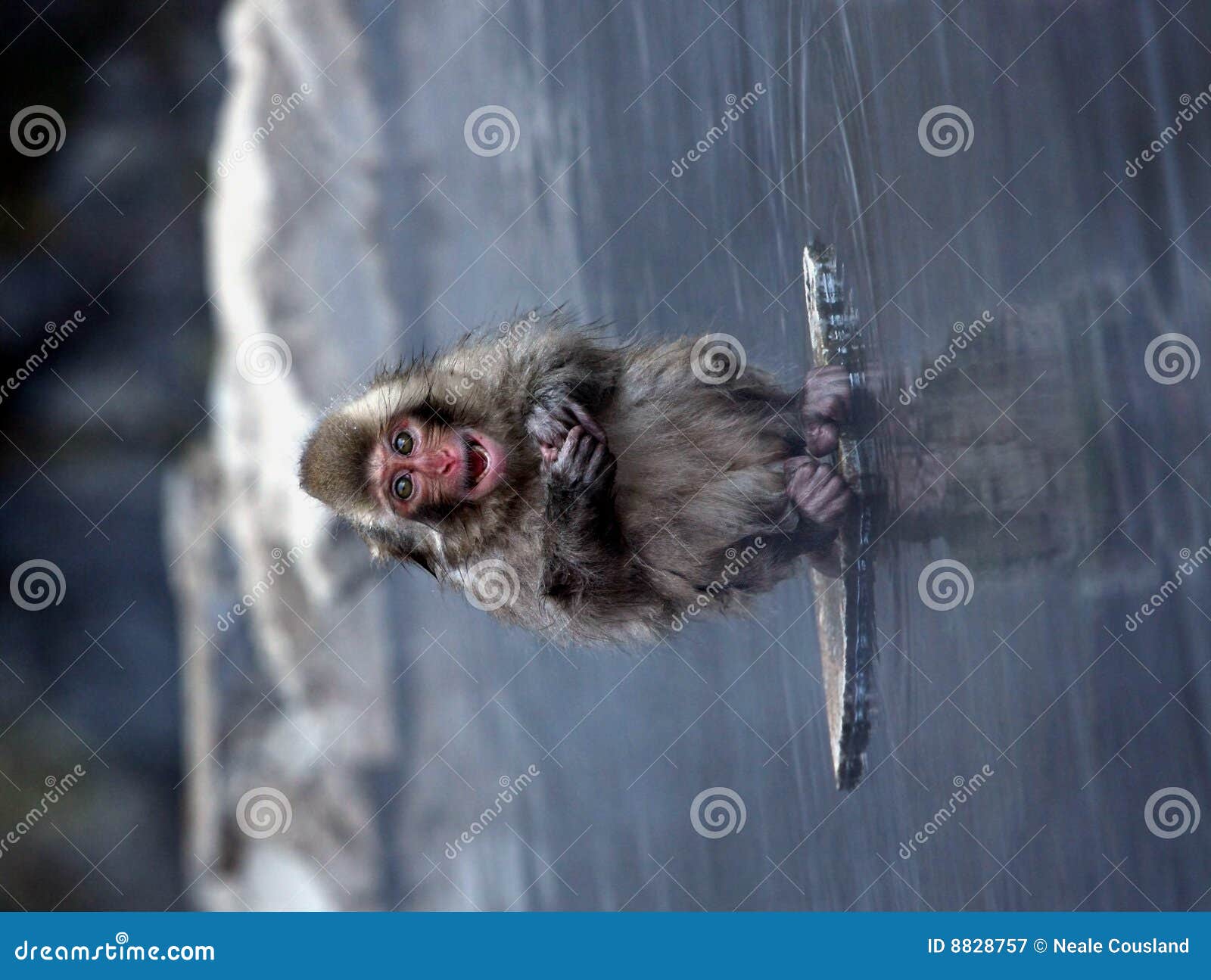 Snow Monkey stock image. Image of cold, park, snow, relax - 8828757