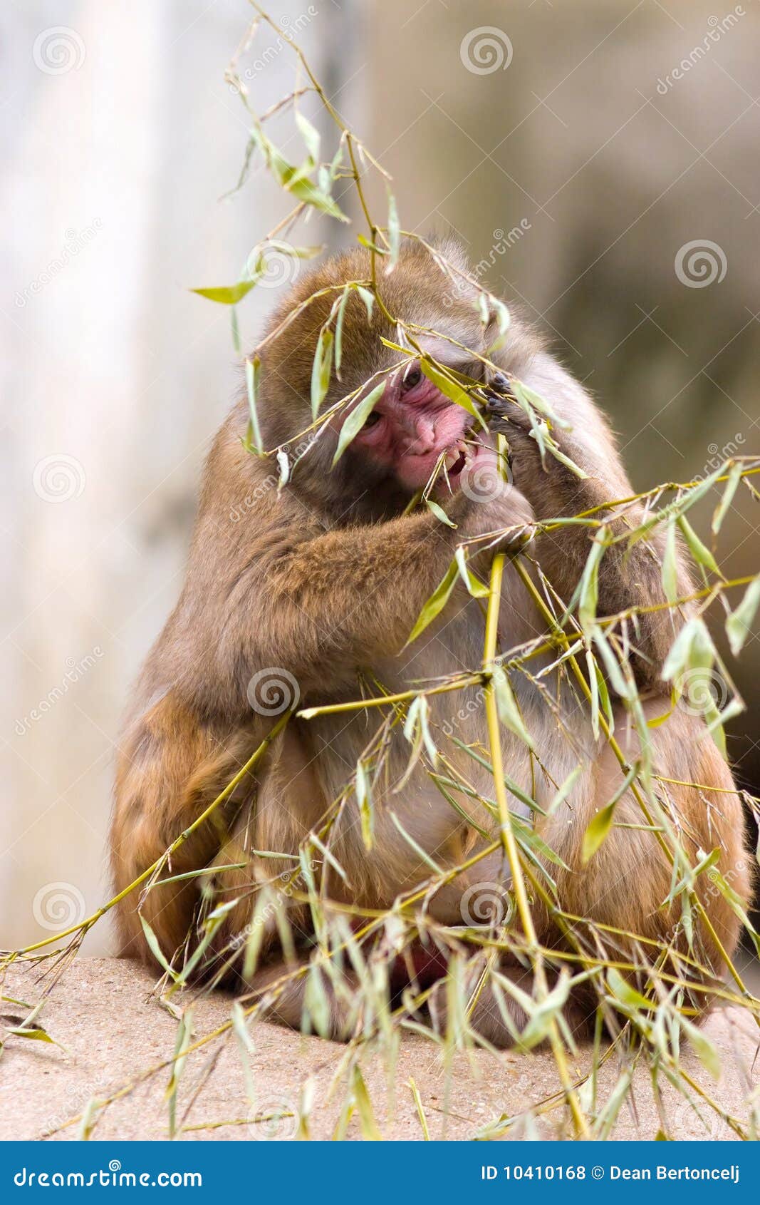 Snow monkey eating plant stock photo. Image of eating - 10410168