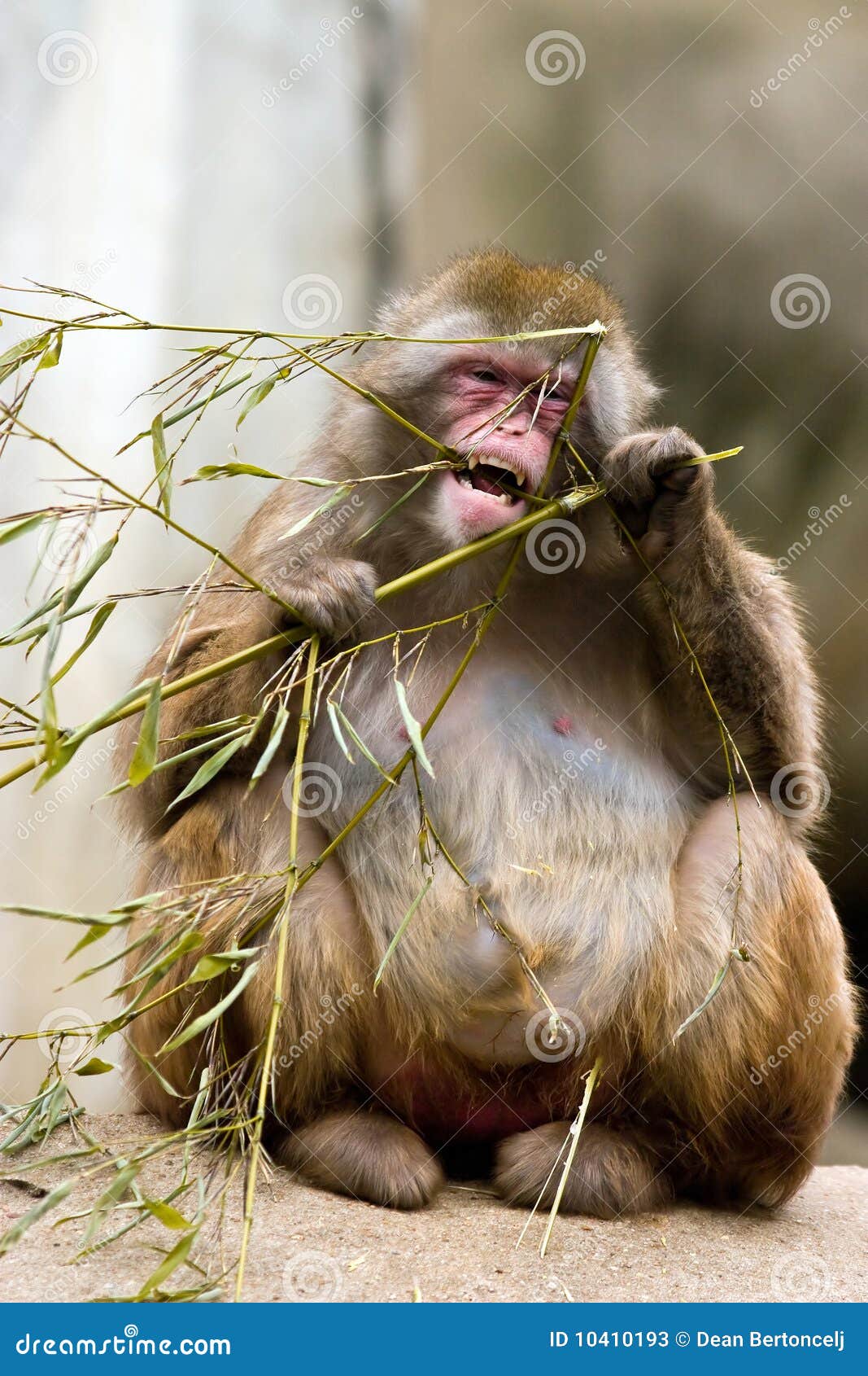 Snow monkey eating plant stock image. Image of eating - 10410193