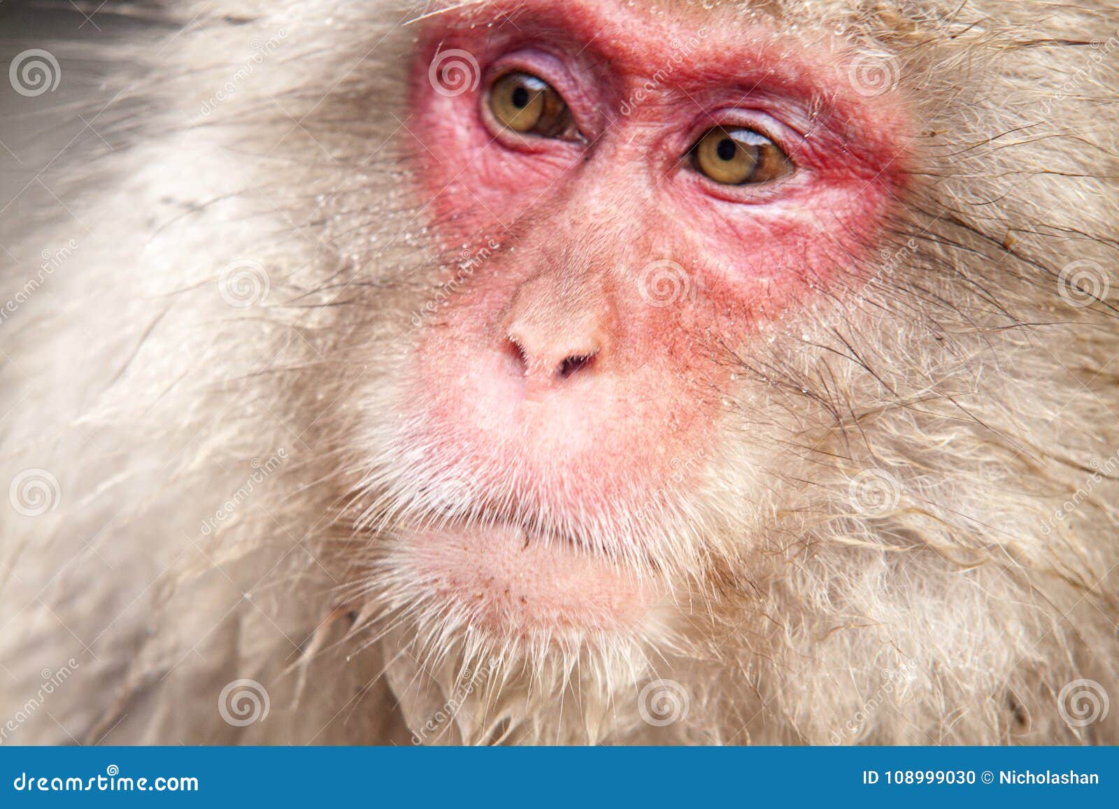 Snow Monkey at the Edge of the Hot Spring Pool Onsen at Jigoku Stock ...