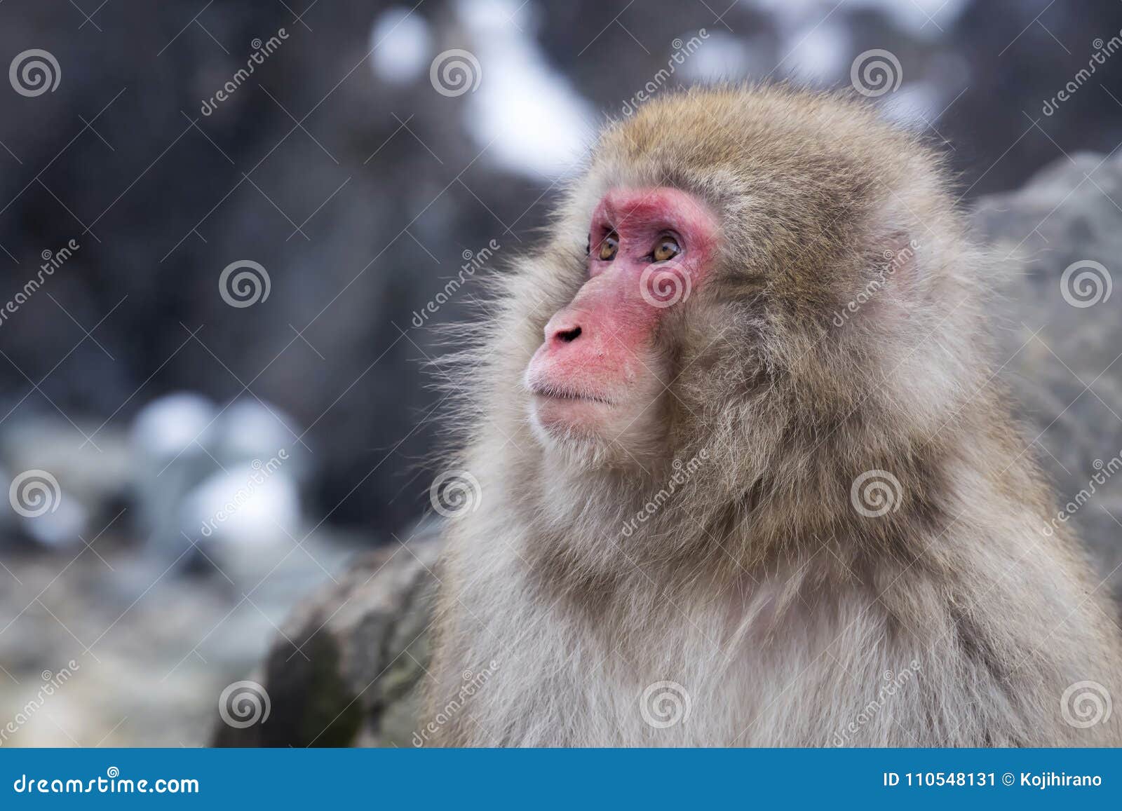 Snow Monkey Face in Profile Stock Image - Image of water, adults: 110548131