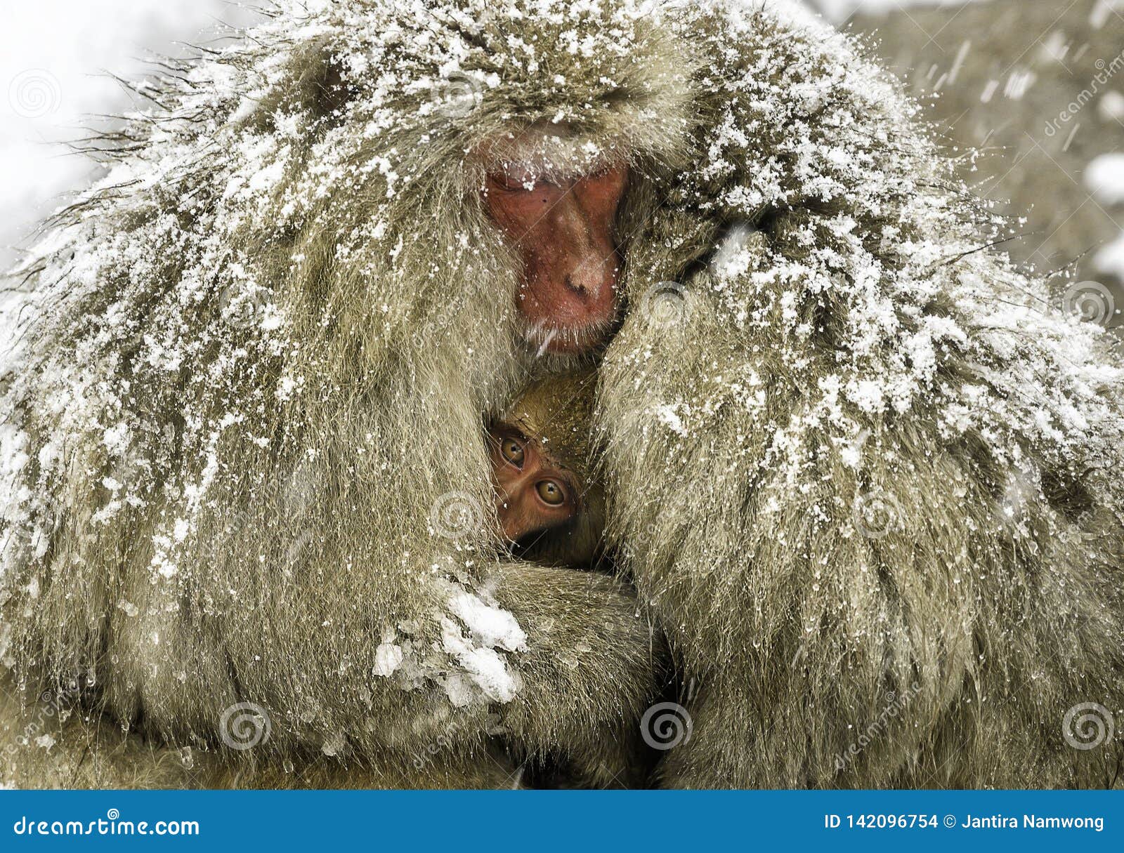 Snow monkey stock photo. Image of hugging, monkey, snow - 142096754