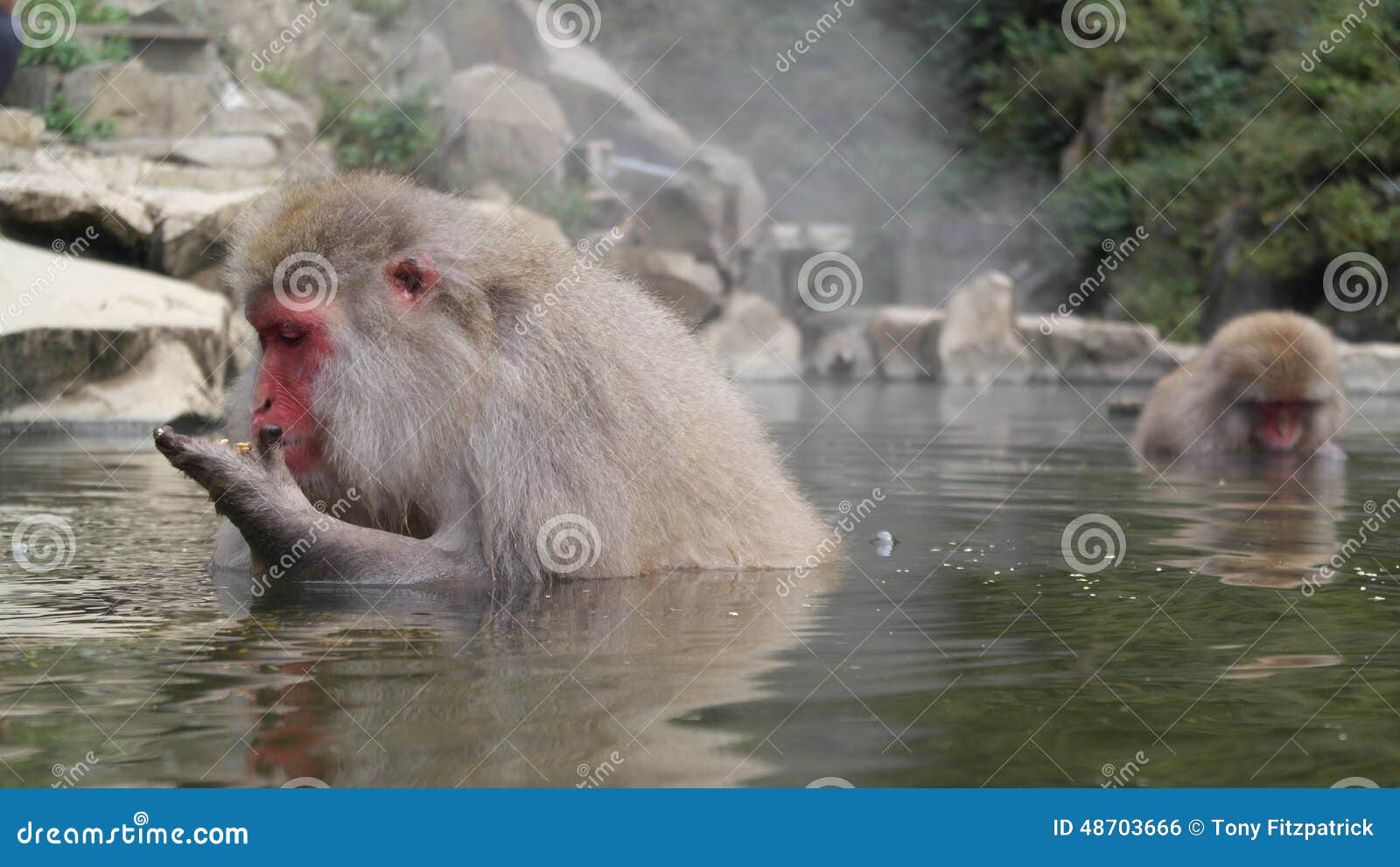 Snow Monkey in hot pool stock photo. Image of snow, macaque - 48703666