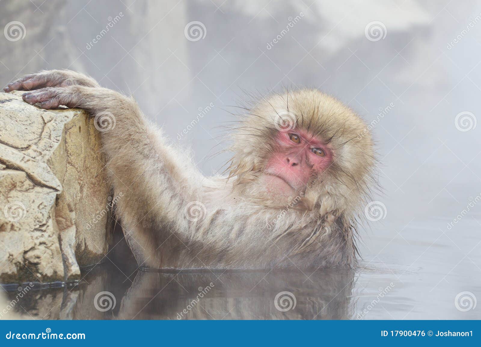 Snow Monkey in Hot Spring stock photo. Image of activity - 17900476