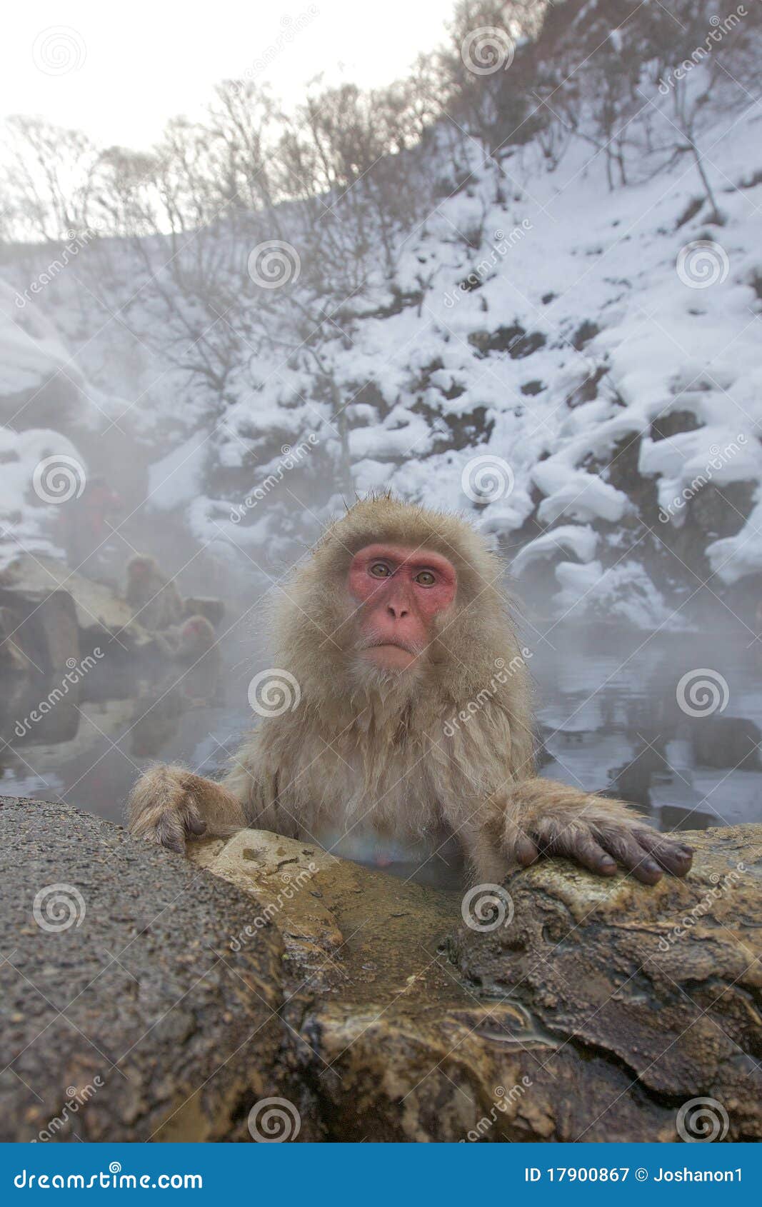 Snow Monkey in Hot Spring stock image. Image of bath - 17900867