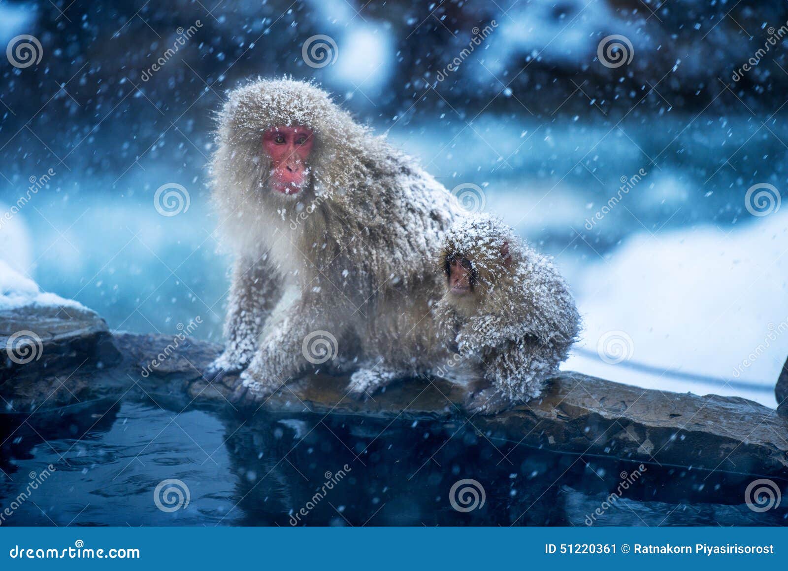 Snow monkey stock image. Image of cute, asia, mountain - 51220361