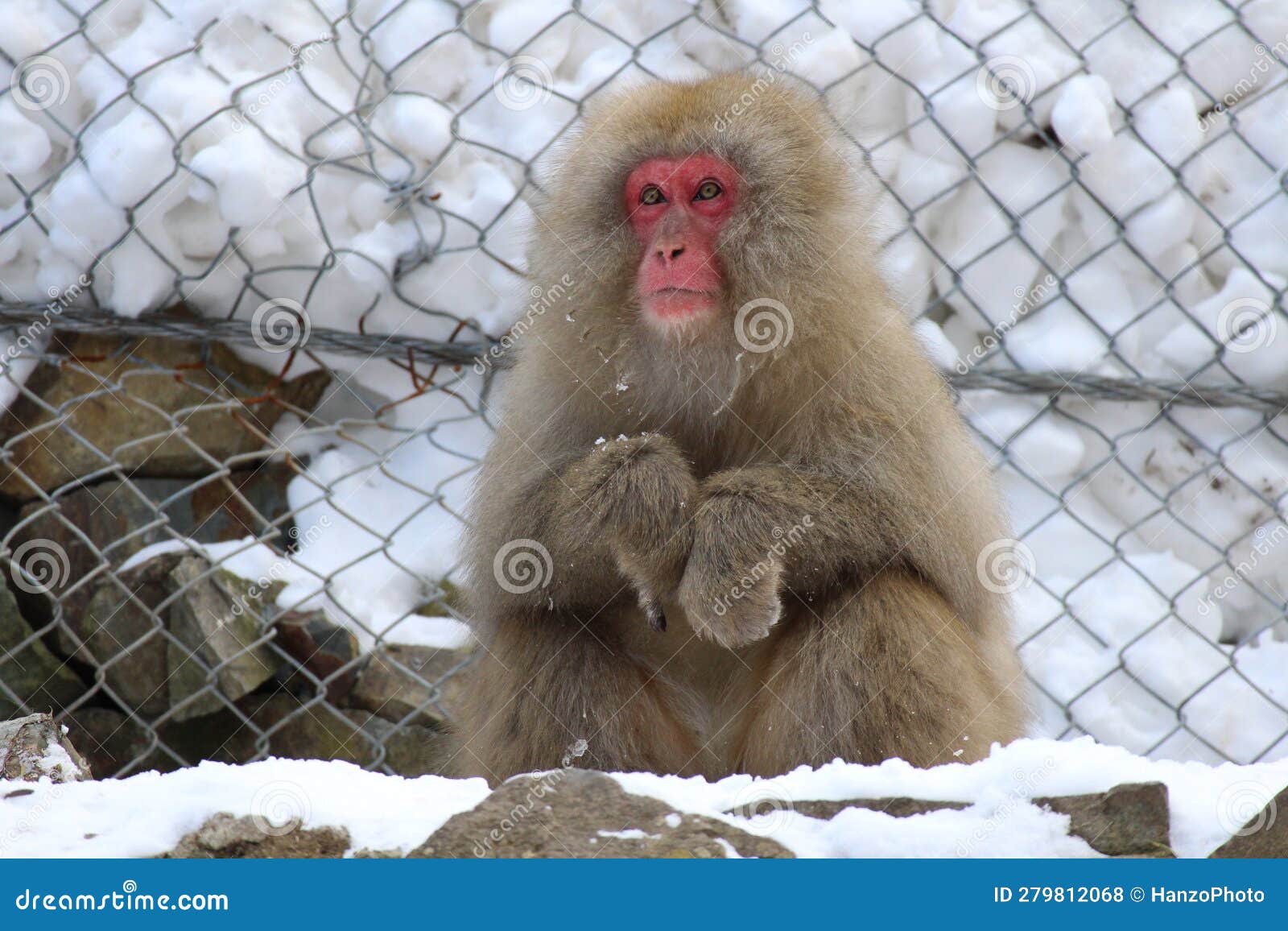 Snow Monkey by the Hot Spring in Nagano, Japan Stock Photo - Image of ...