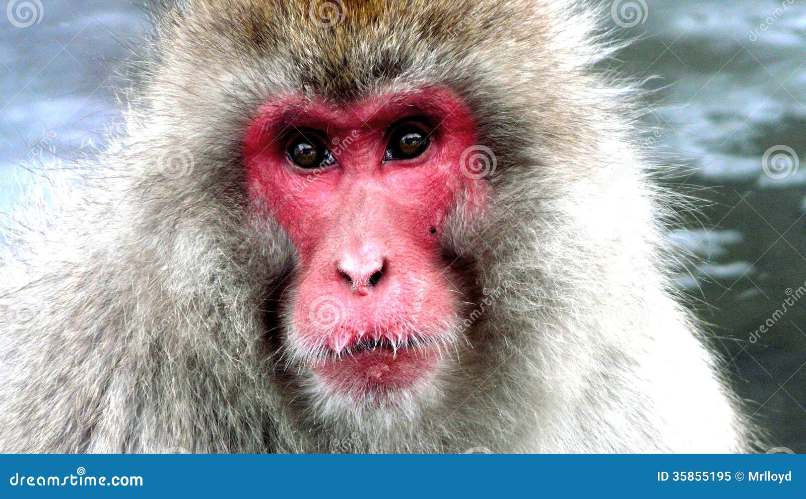 Snow monkey stock image. Image of macaque, fauna, travel - 35855195