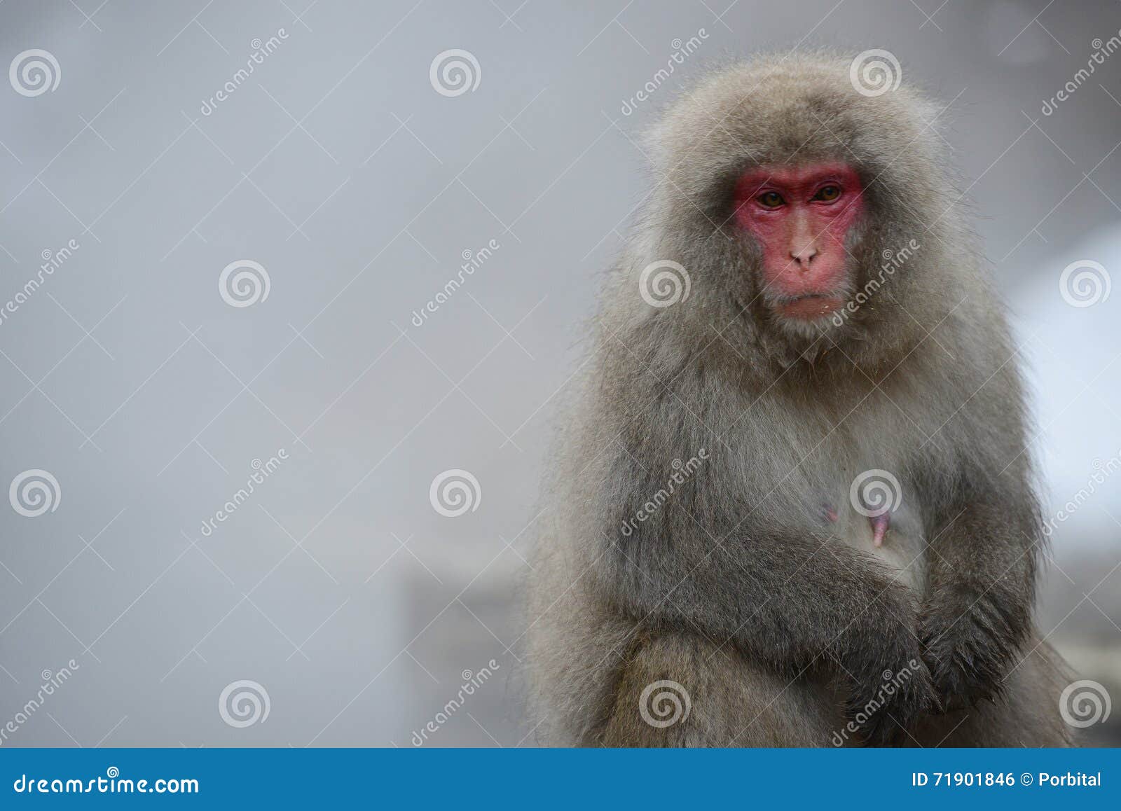 Snow monkey stock photo. Image of mammal, nature, park - 71901846