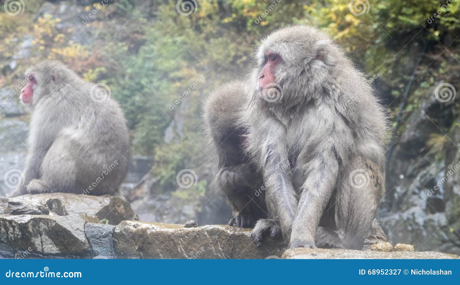 Snow Monkey in Hotspring at Fall Season Stock Image - Image of asian ...