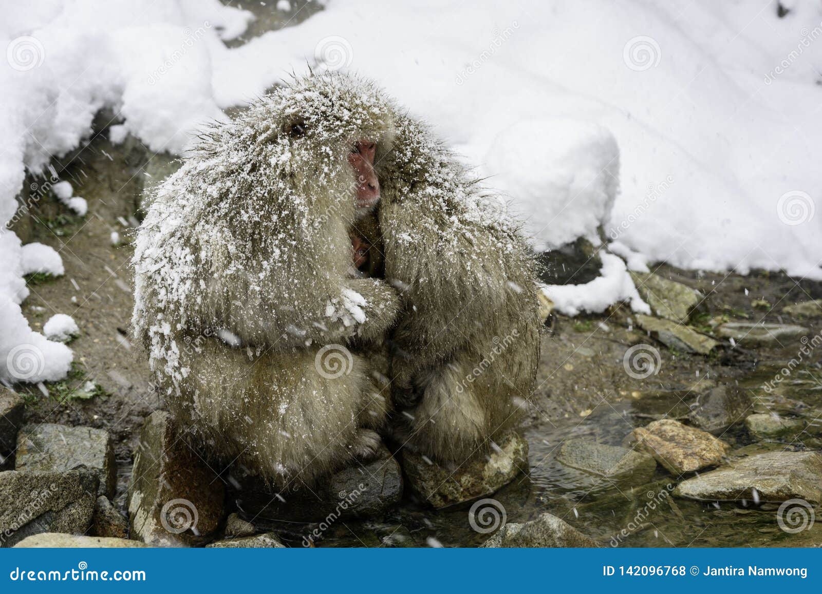 Snow monkey hugging stock photo. Image of monkey, snow - 142096768