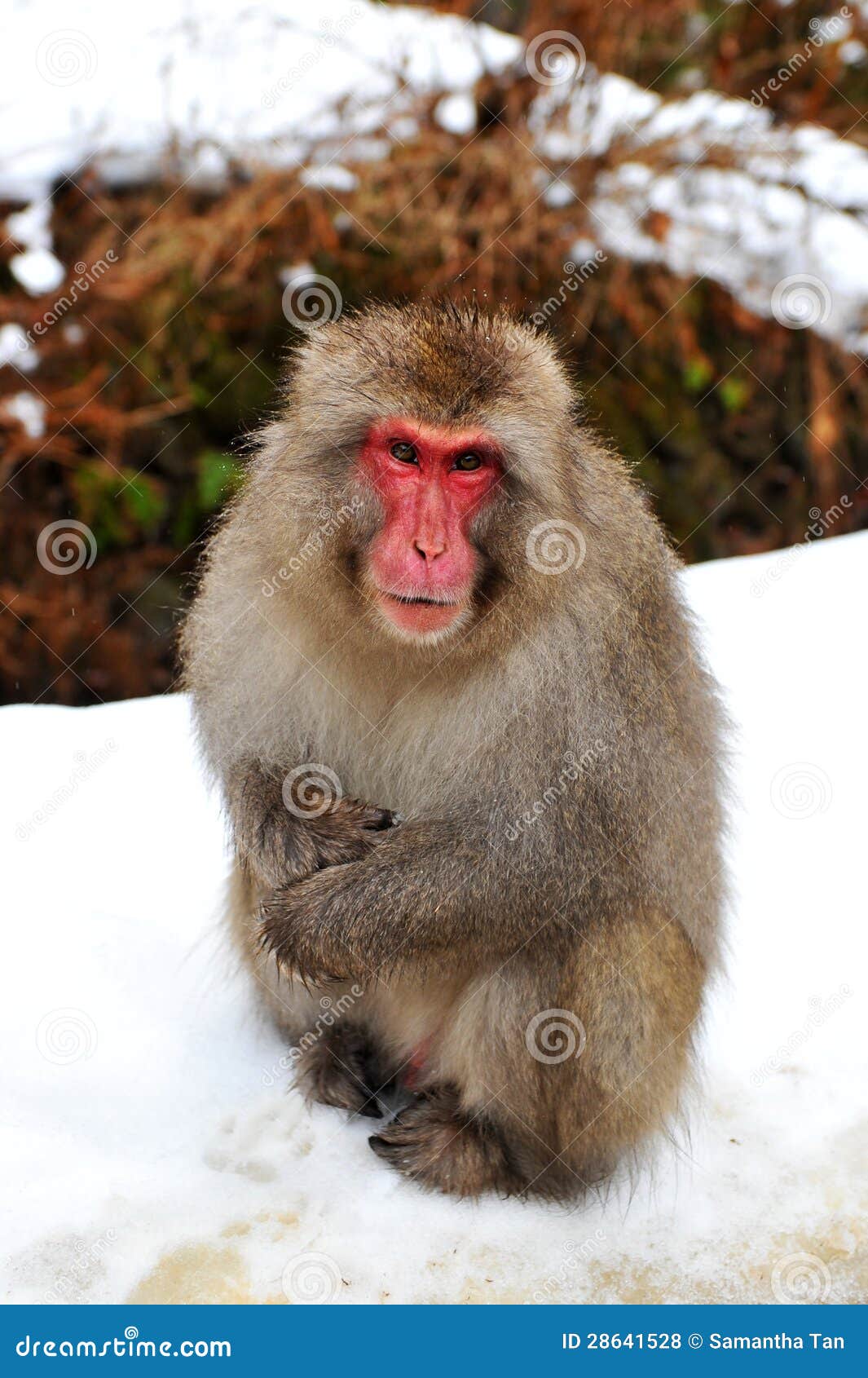 Snow Monkey (Japanese Macaque) Stock Photo - Image of hotspring ...