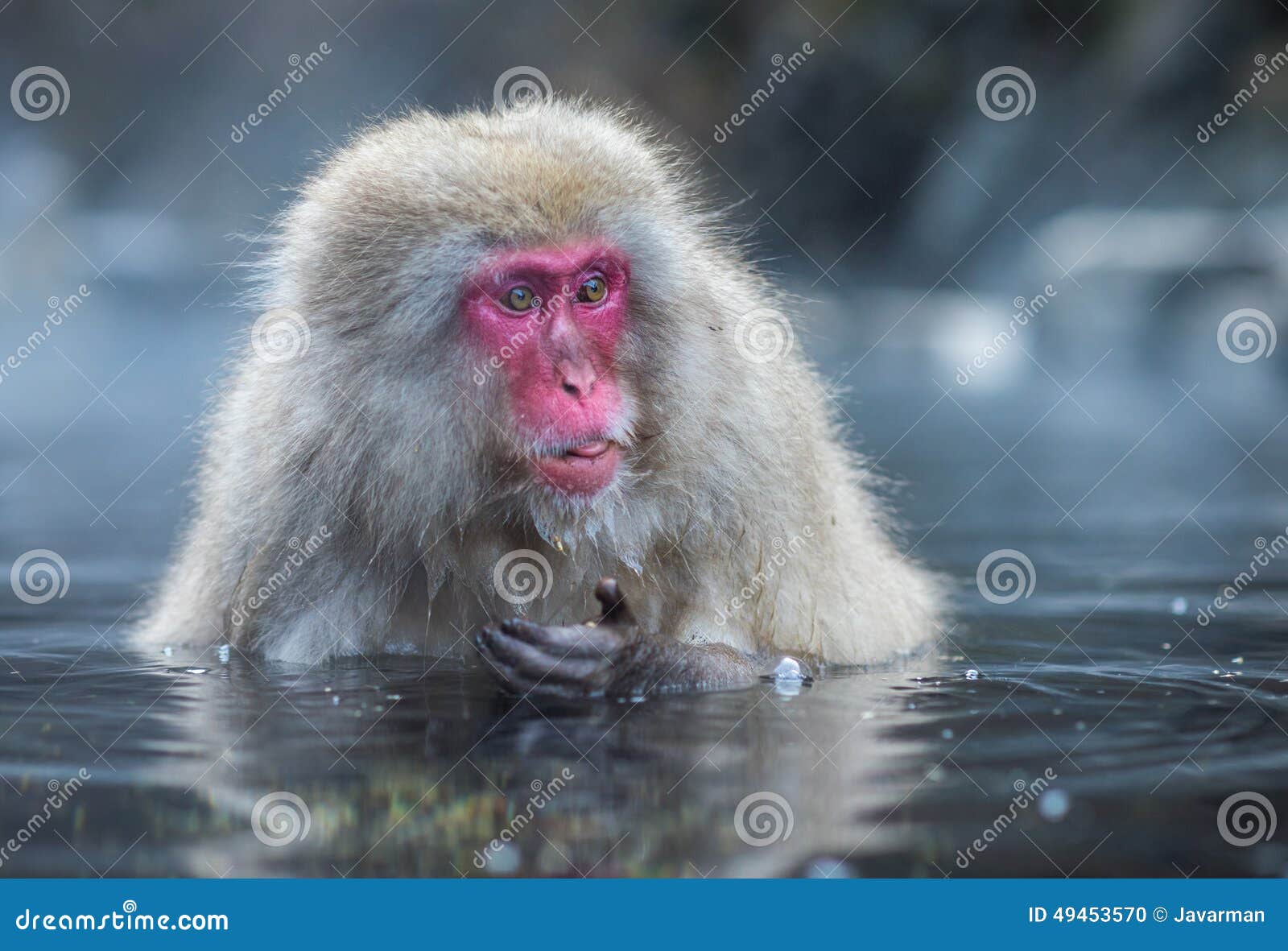 Snow Monkey or Japanese Macaque in Hot Spring Onsen Stock Photo - Image ...
