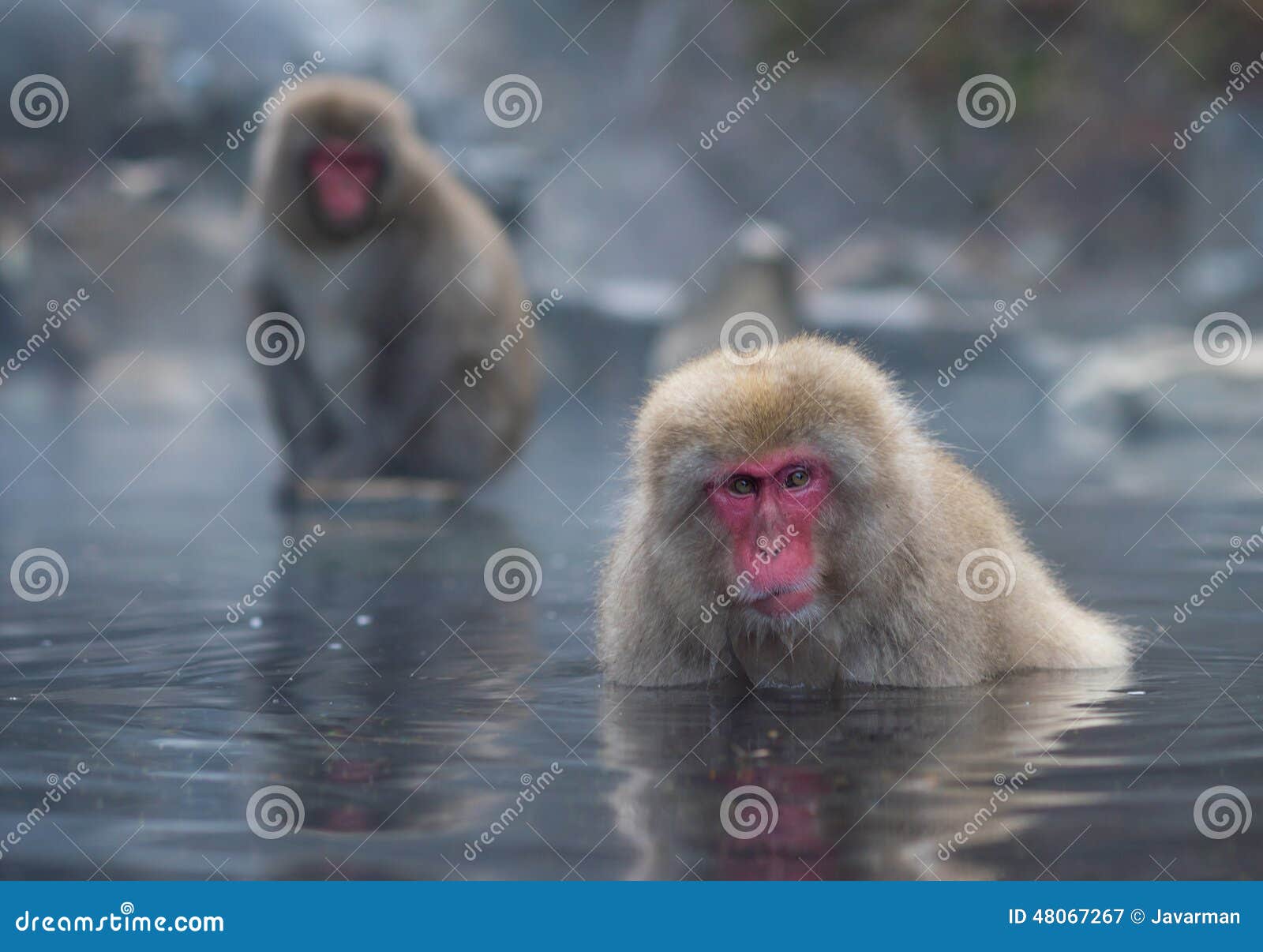Snow Monkey or Japanese Macaque in Hot Spring Onsen Stock Image - Image ...