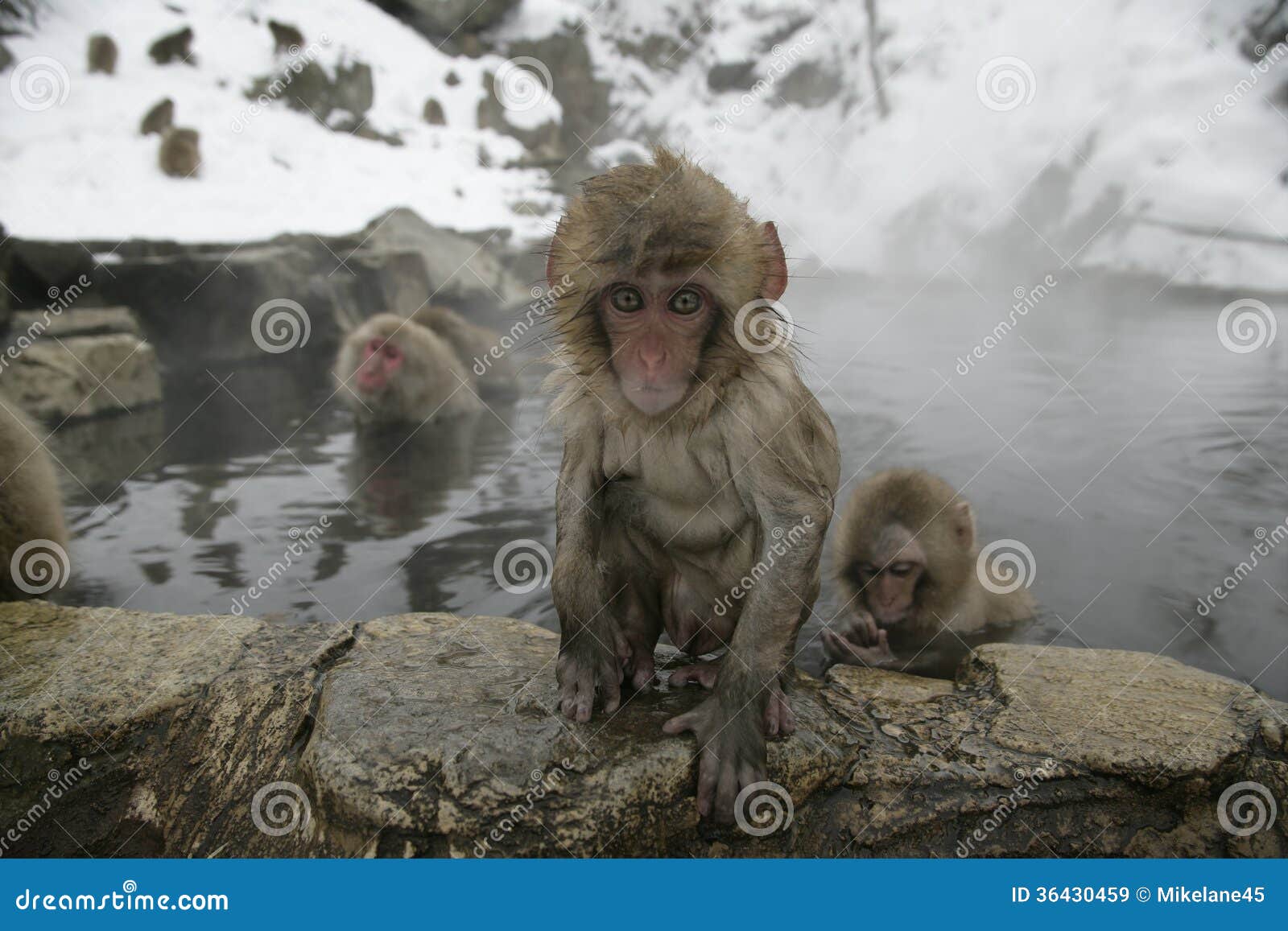 Monkey Japanese Macaque, Macaca Fuscata, Sitting On The Snow, Hokkaido ...