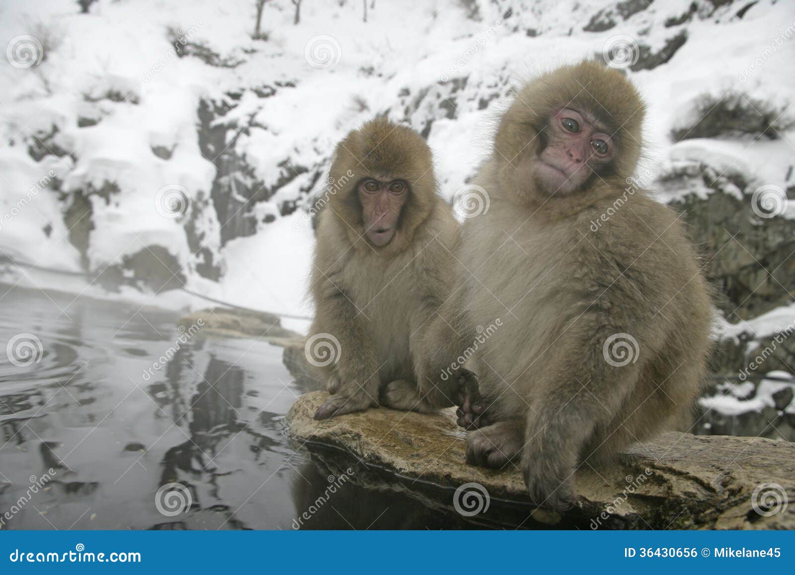Snow Monkey or Japanese Macaque, Macaca Fuscata Stock Photo - Image of ...