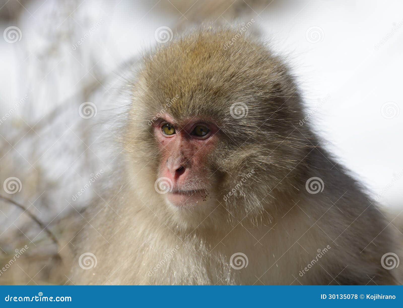 Snow monkey stock photo. Image of portrait, wild, mammals - 30135078