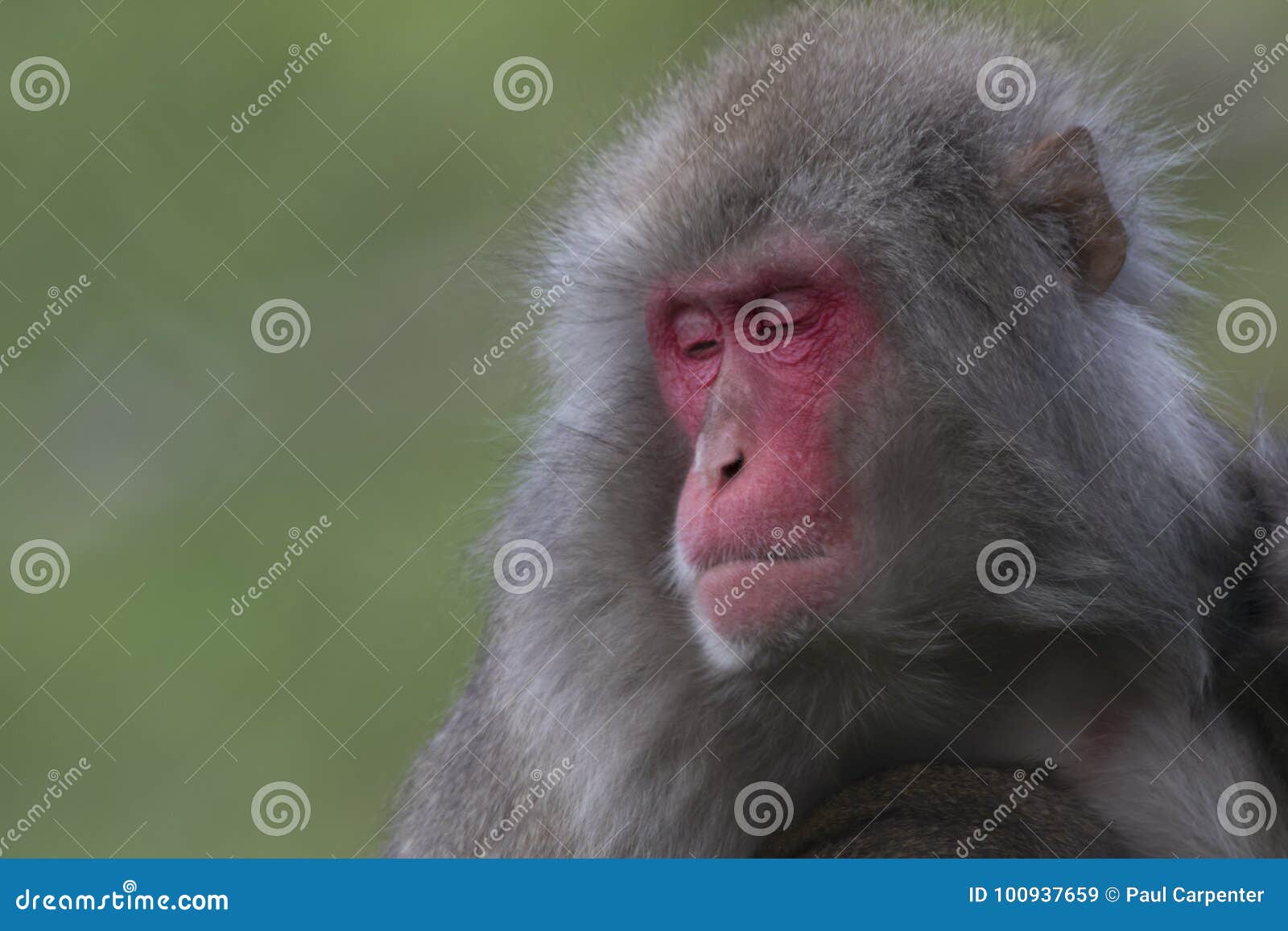 Snow Monkey, Japanese Macaque, Portrait, Expression Stock Image - Image ...