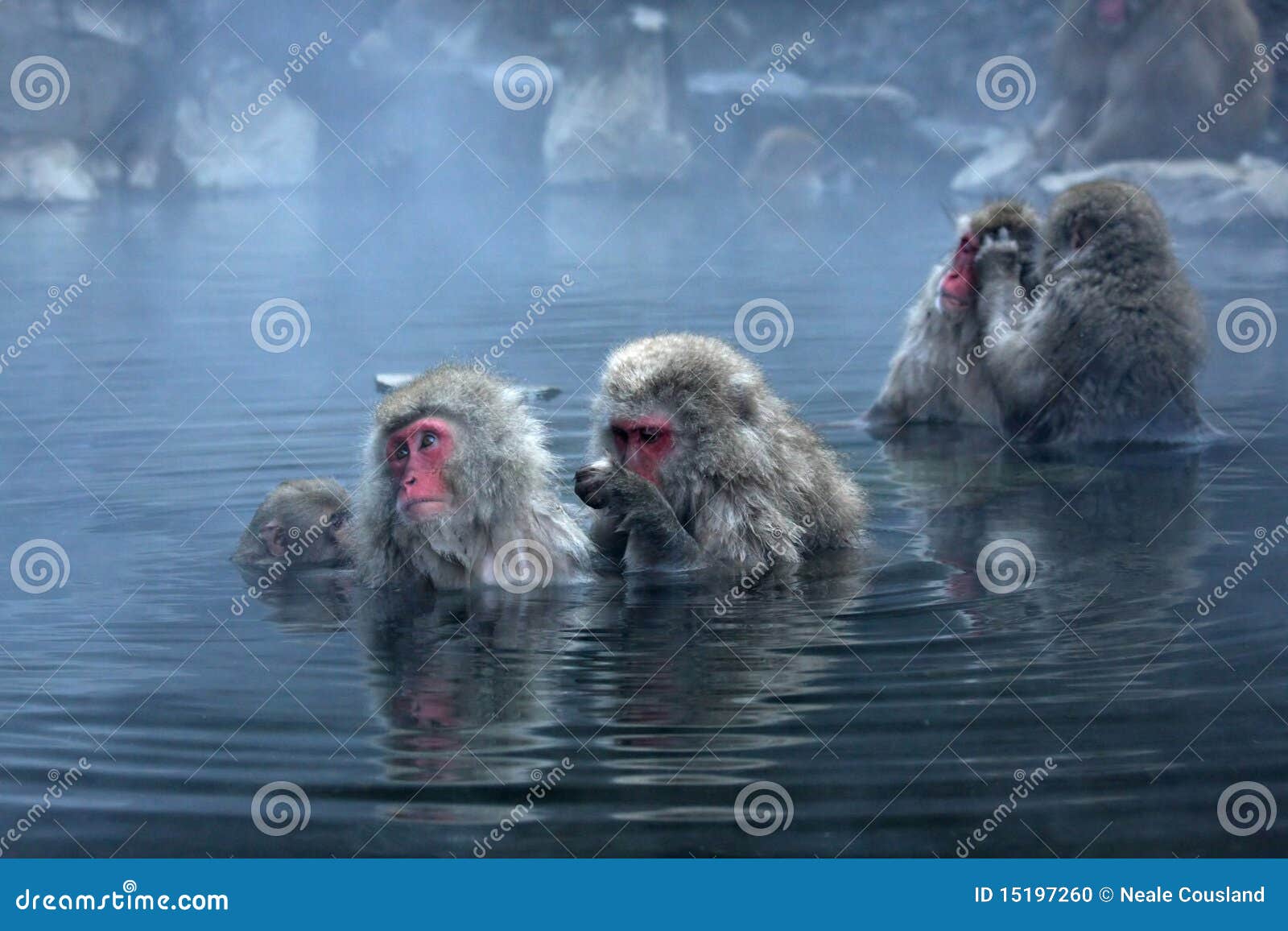 Snow Monkey at Jigokudani Near Stock Photo - Image of japanese, asia ...