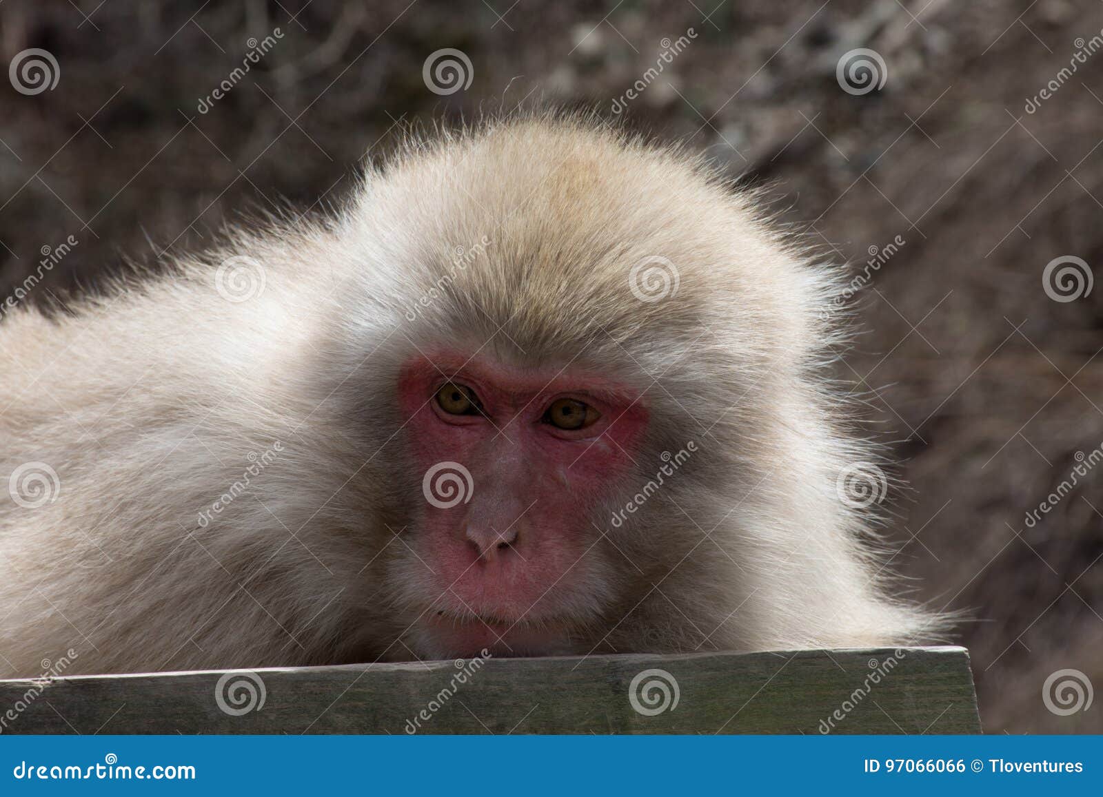 Snow Monkey Looking Left stock photo. Image of facing - 97066066