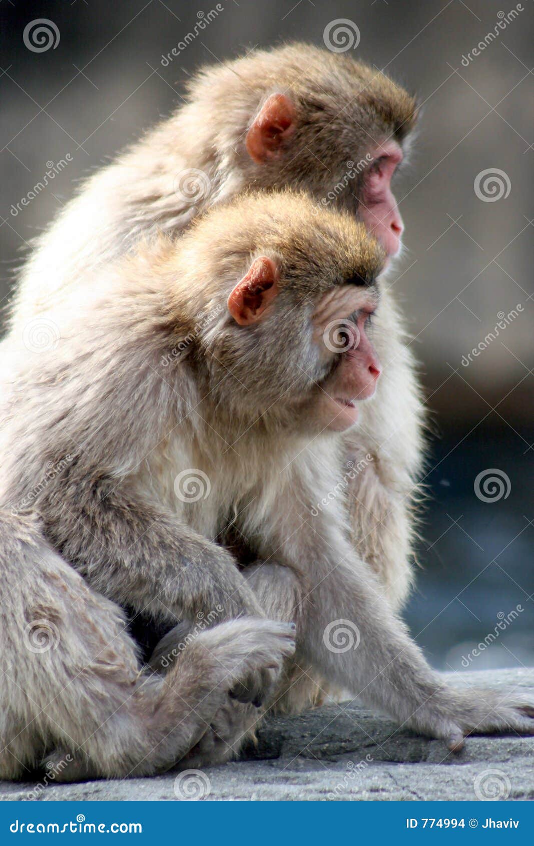 Snow monkey love stock photo. Image of asian, love, mother - 774994