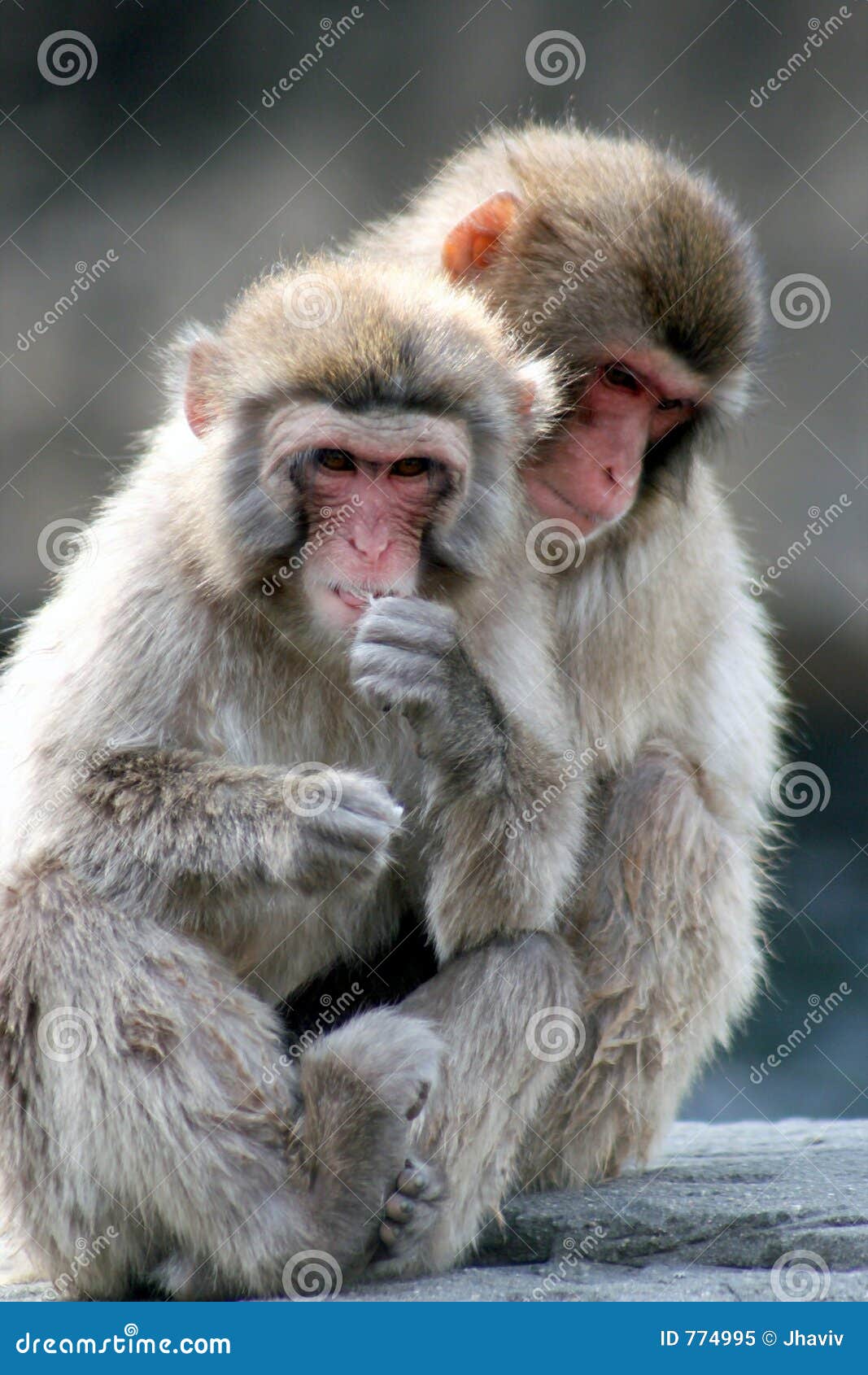 Snow monkey love stock image. Image of winter, york, japan - 774995