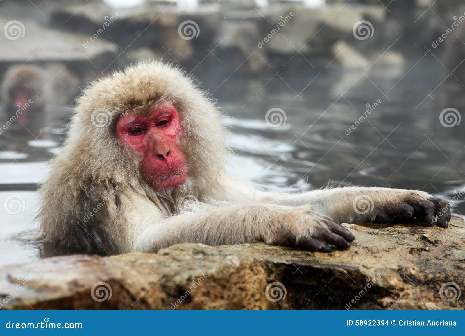 Snow Monkey, Macaque Bathing in Hot Spring, Nagano Prefecture, Japan ...