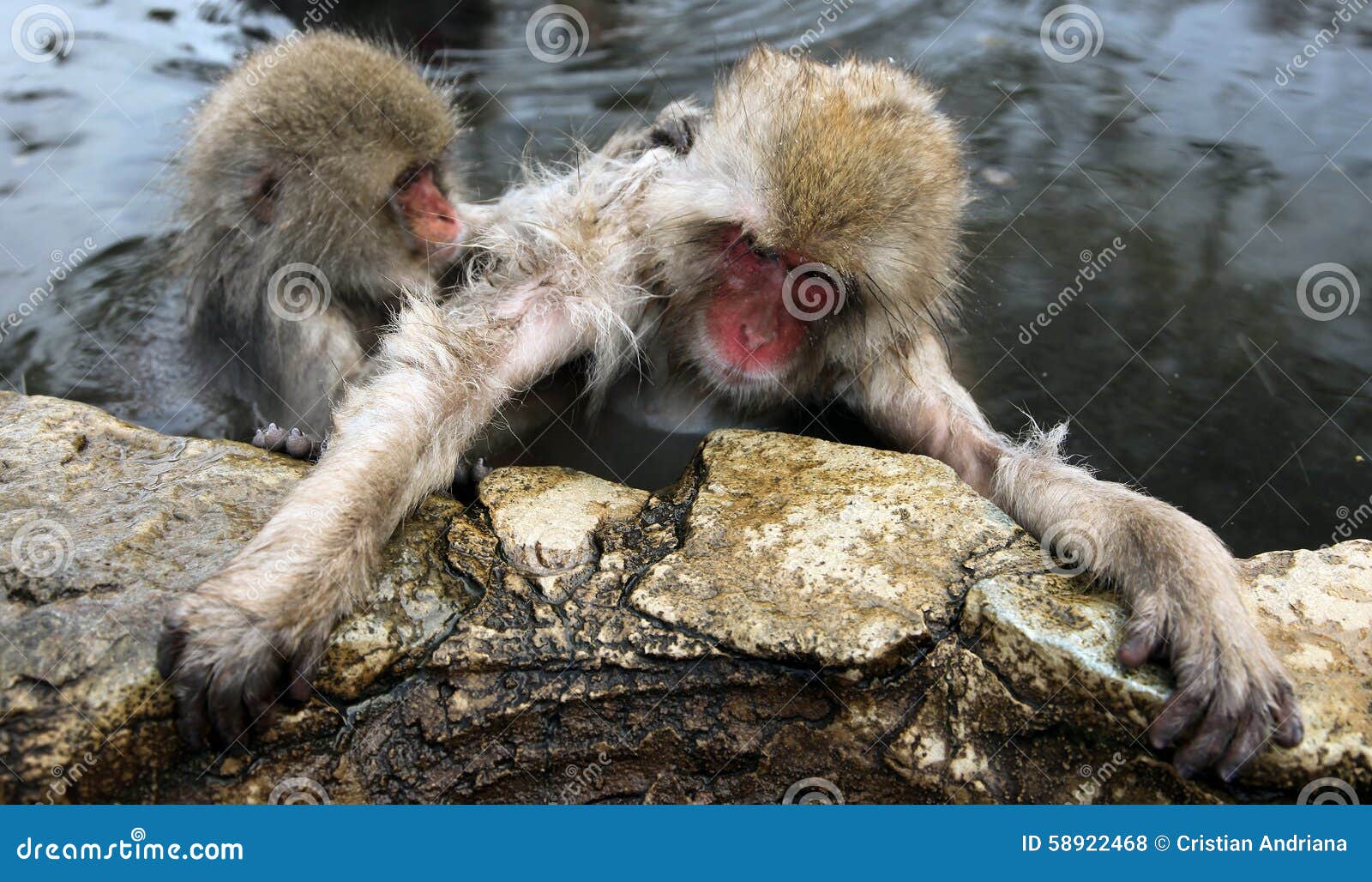 Snow Monkey, Macaque Bathing in Hot Spring, Nagano Prefecture, Japan ...