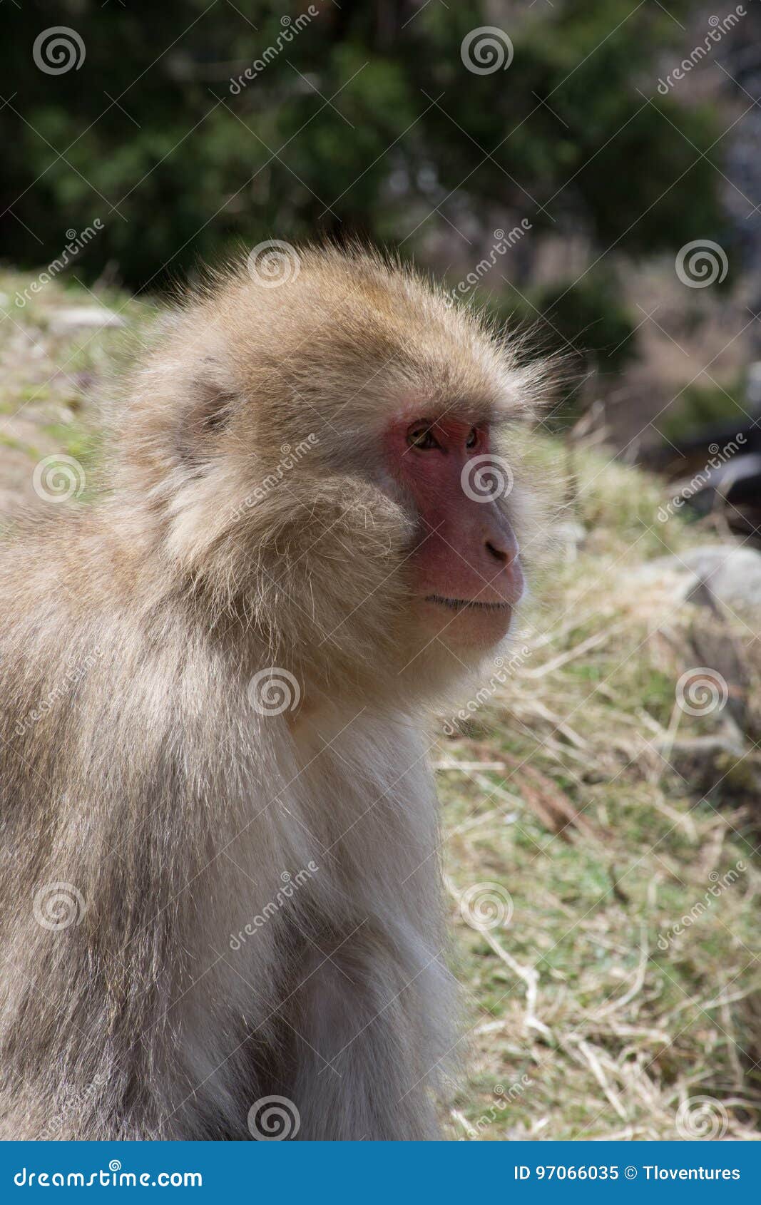Monkey Profile Stock Images - 1,147 Photos