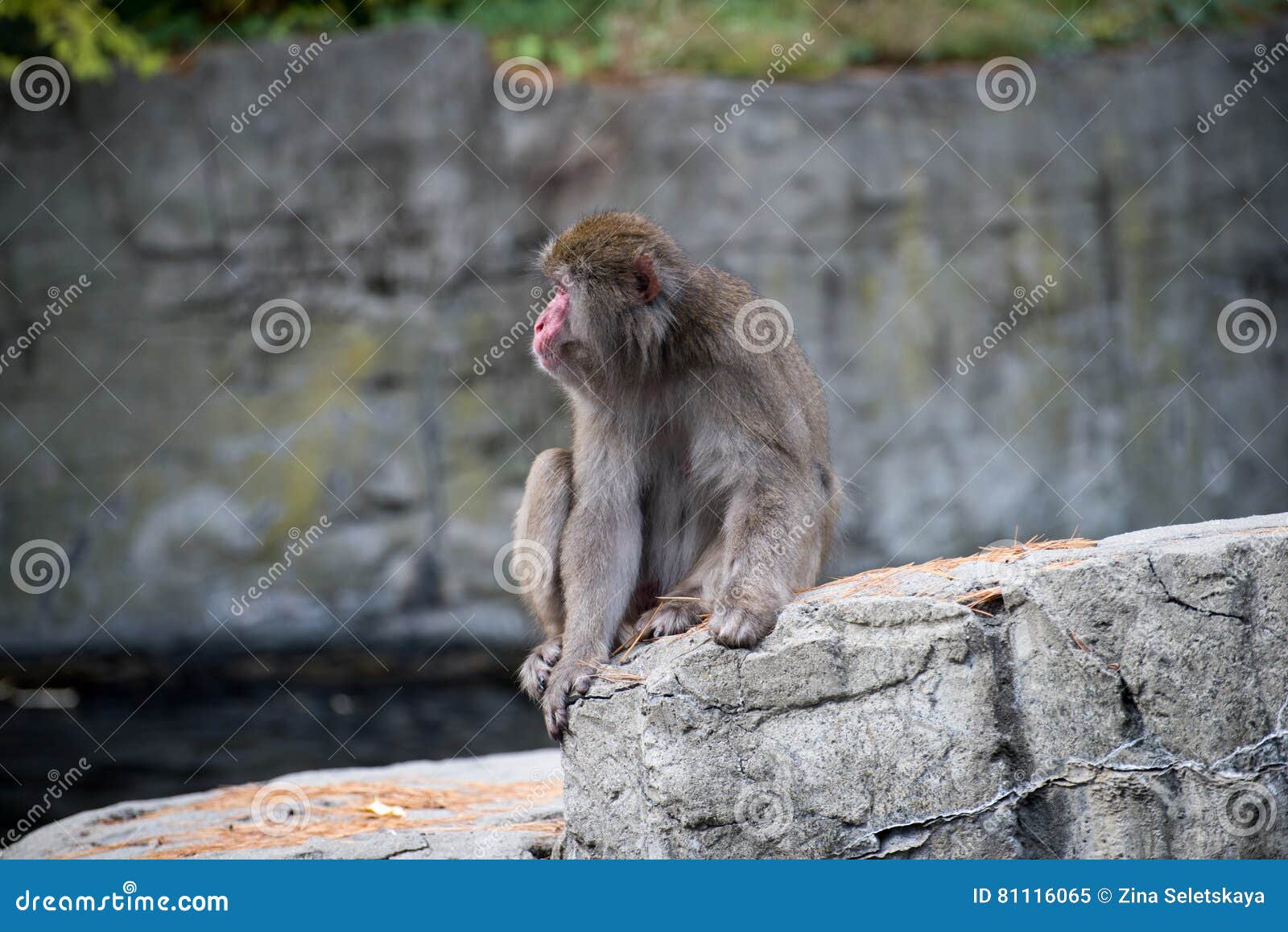 Snow Monkey stock image. Image of macaca, exotic, autumn - 81116065
