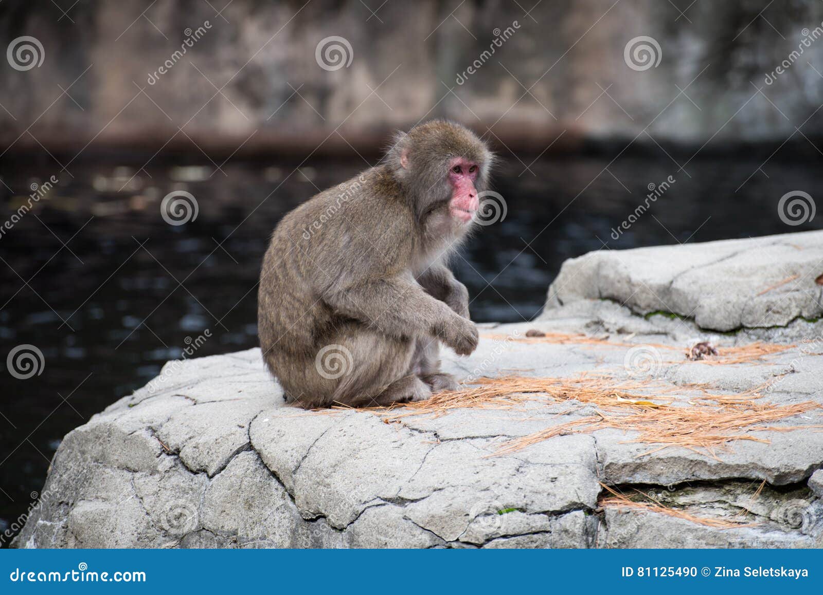 Snow Monkey stock photo. Image of conservation, beautiful - 81125490