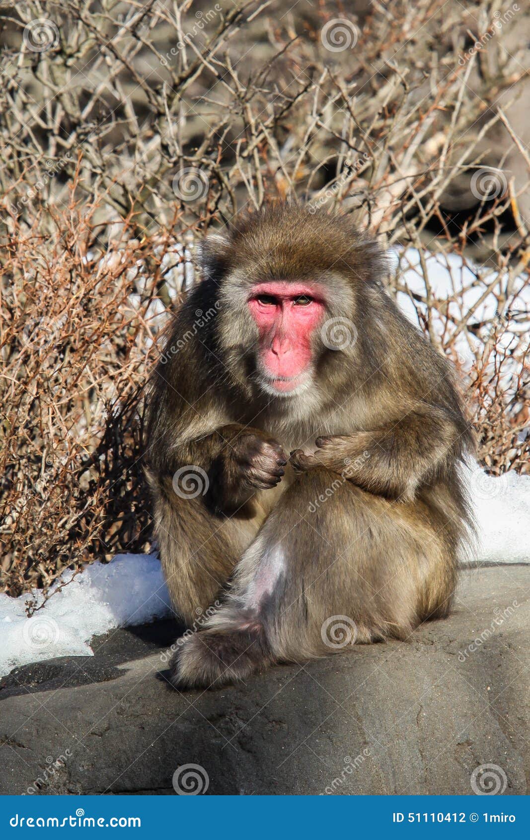 Snow monkey stock photo. Image of outside, winter, season - 51110412
