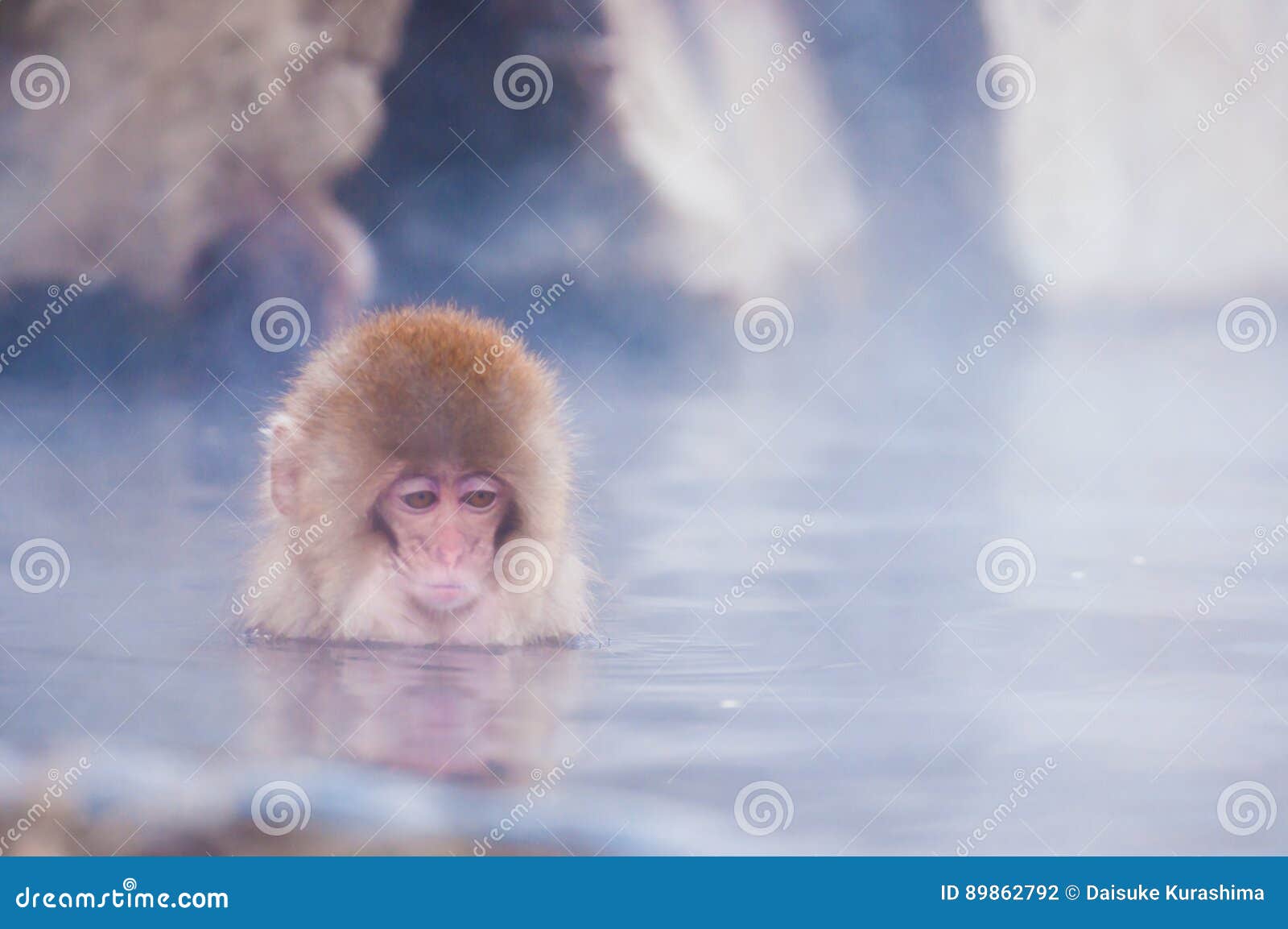 Snow Monkey in the spa stock photo. Image of japanese - 89862792