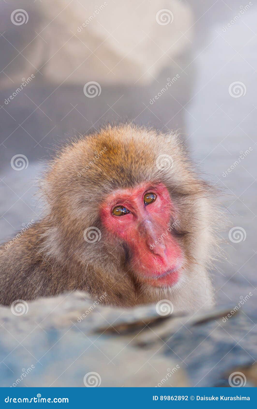Snow Monkey in the spa stock photo. Image of life, group - 89862892