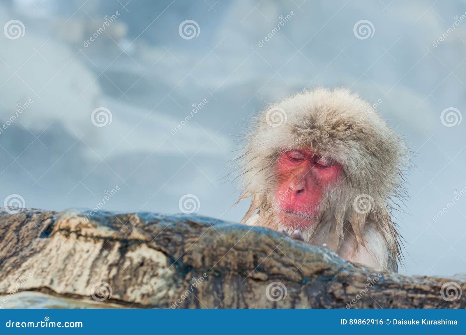 Snow Monkey in the spa stock photo. Image of child, jigokudani - 89862916