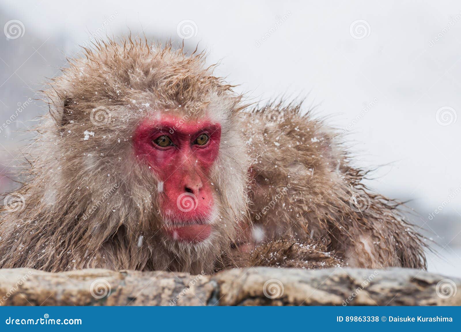 Snow Monkey in the spa stock photo. Image of japan, portrait - 89863338