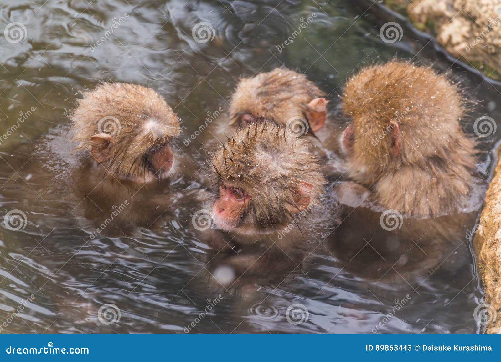 Snow Monkey in the spa stock image. Image of nature, japan - 89863443