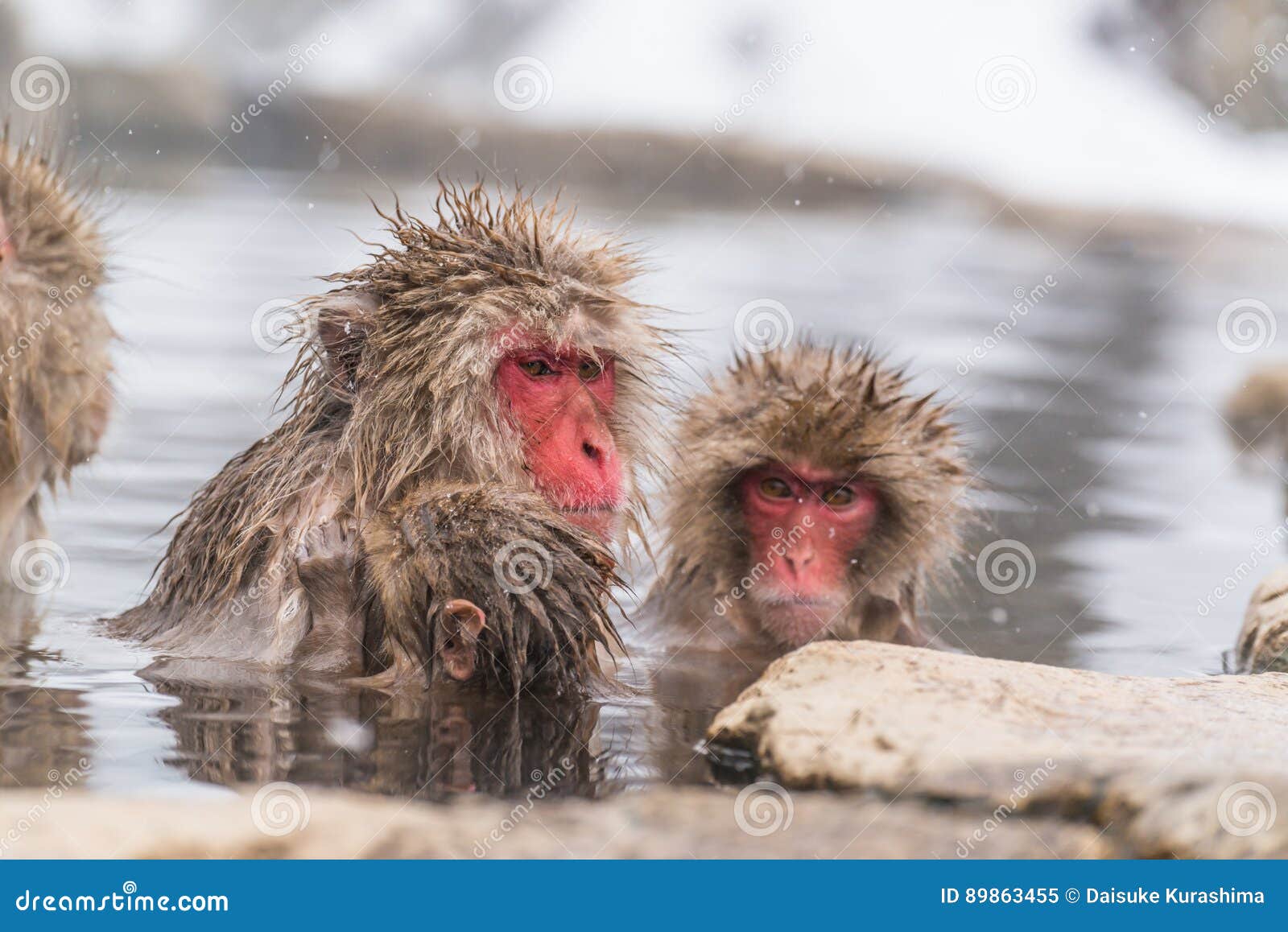 Snow Monkey in the spa stock image. Image of relax, japan - 89863455