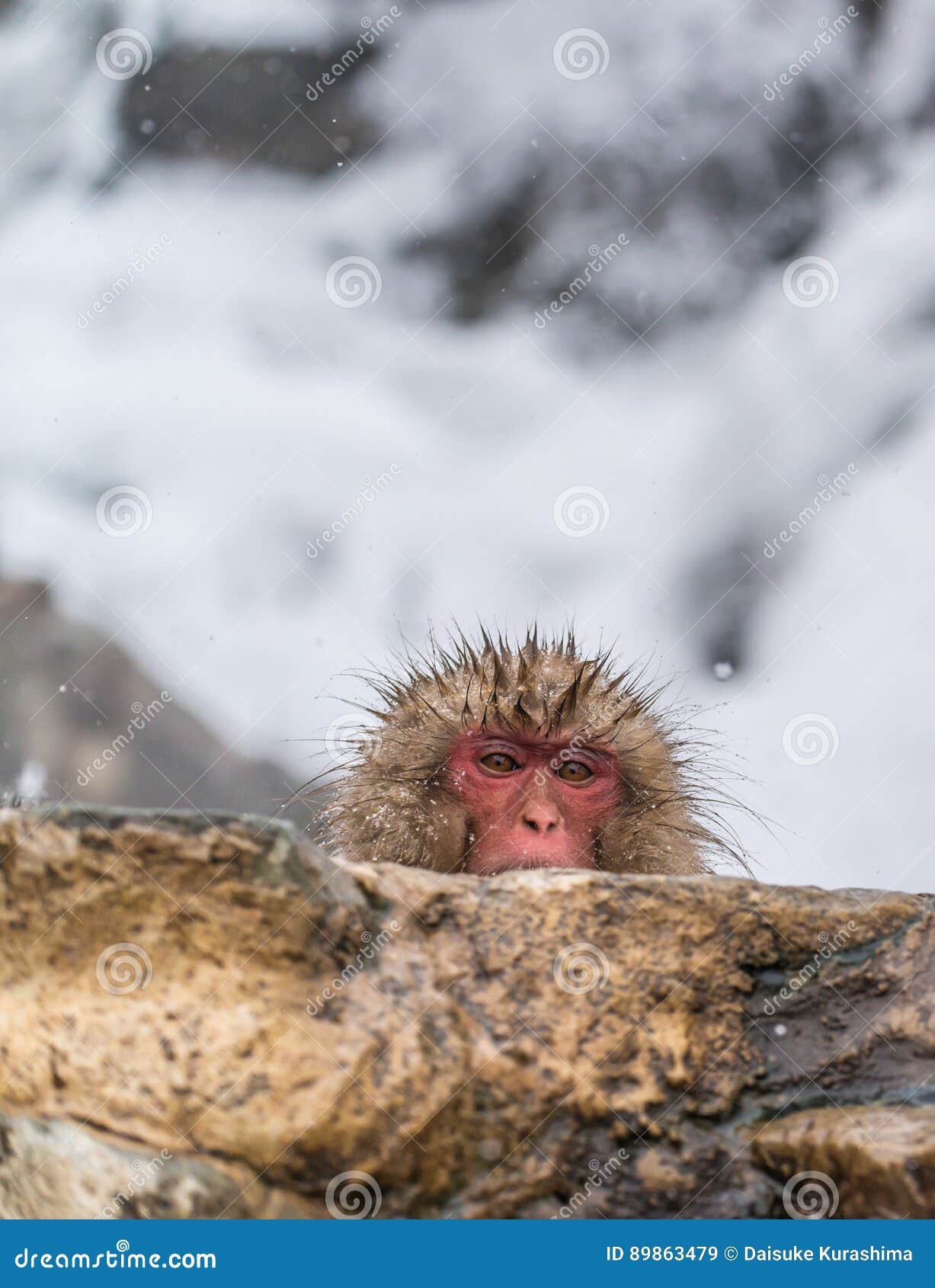 Snow Monkey in the spa stock image. Image of japan, nature - 89863479