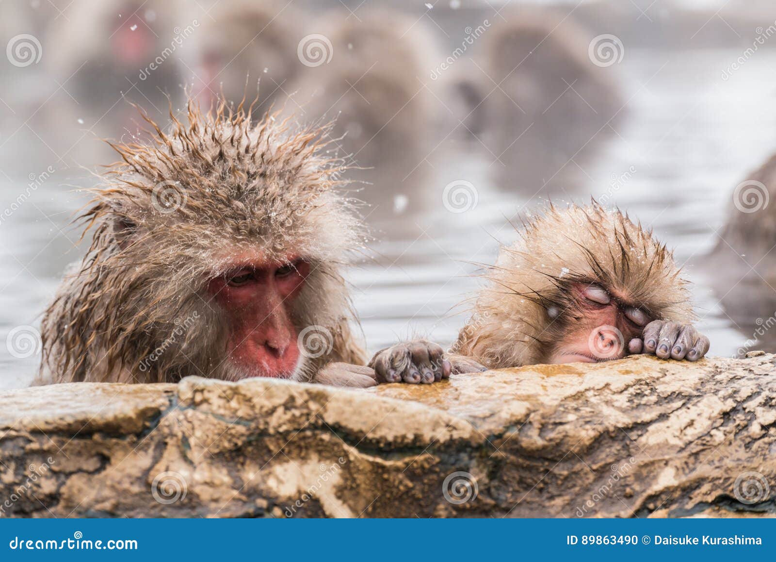 Snow Monkey in the spa stock photo. Image of park, mammal - 89863490