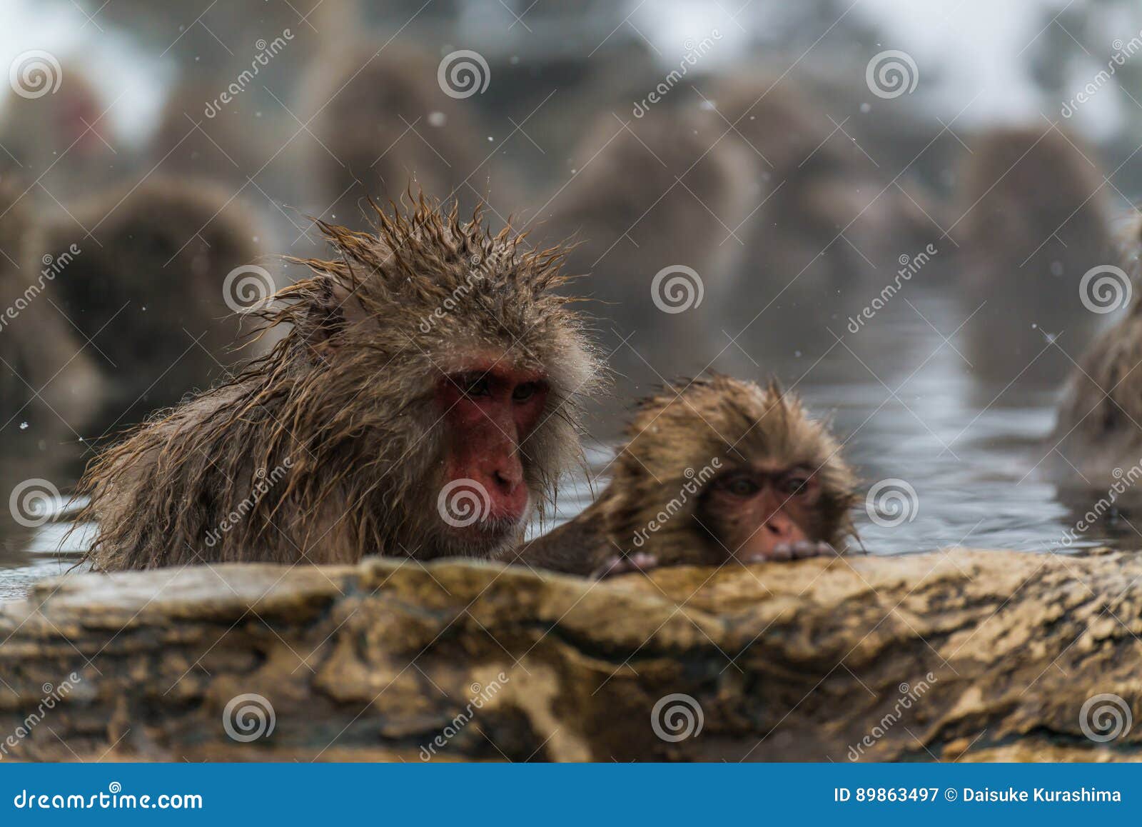 Snow Monkey in the spa stock image. Image of japan, natural - 89863497