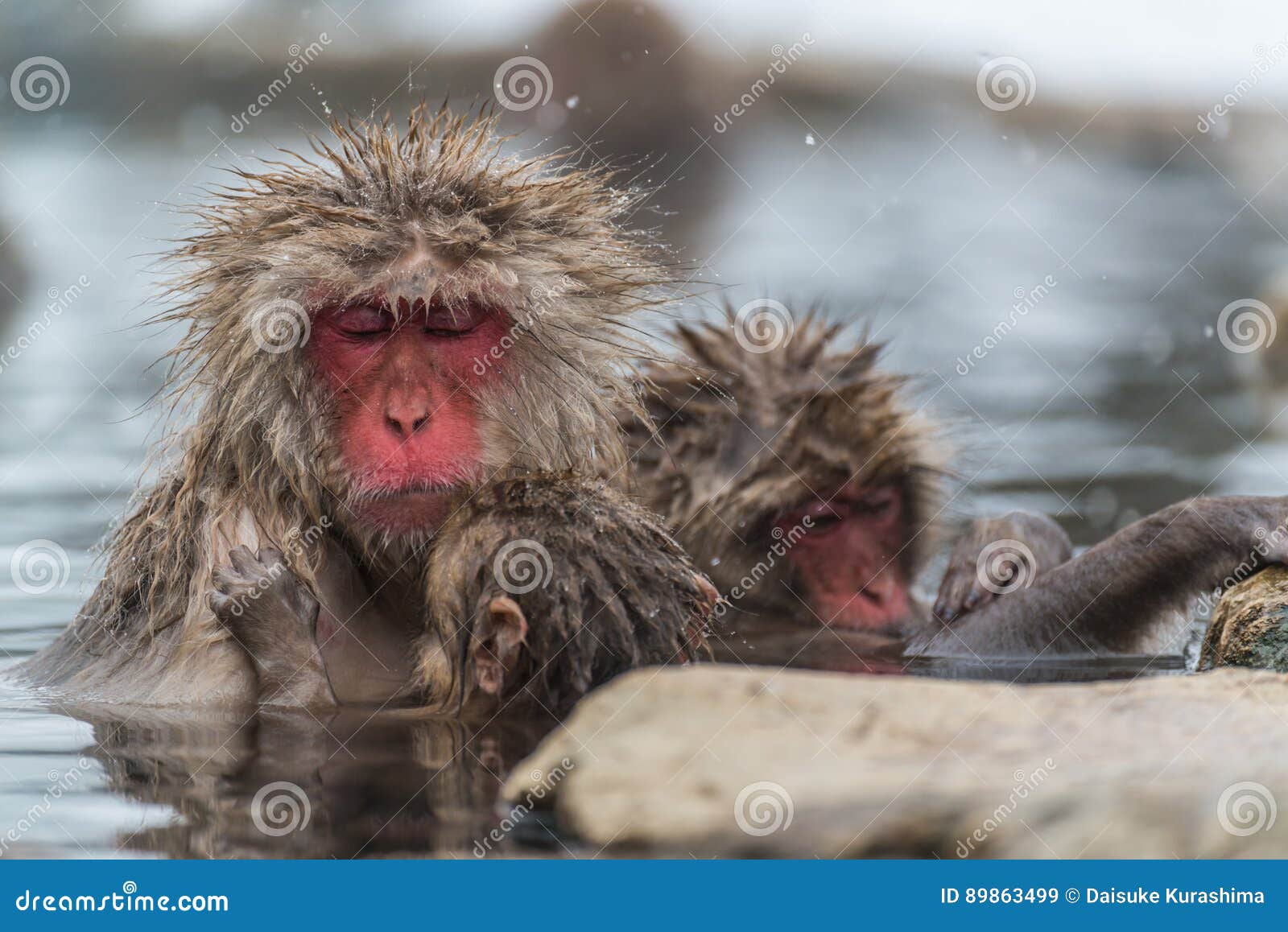 Snow Monkey in the spa stock image. Image of jigokudani - 89863499
