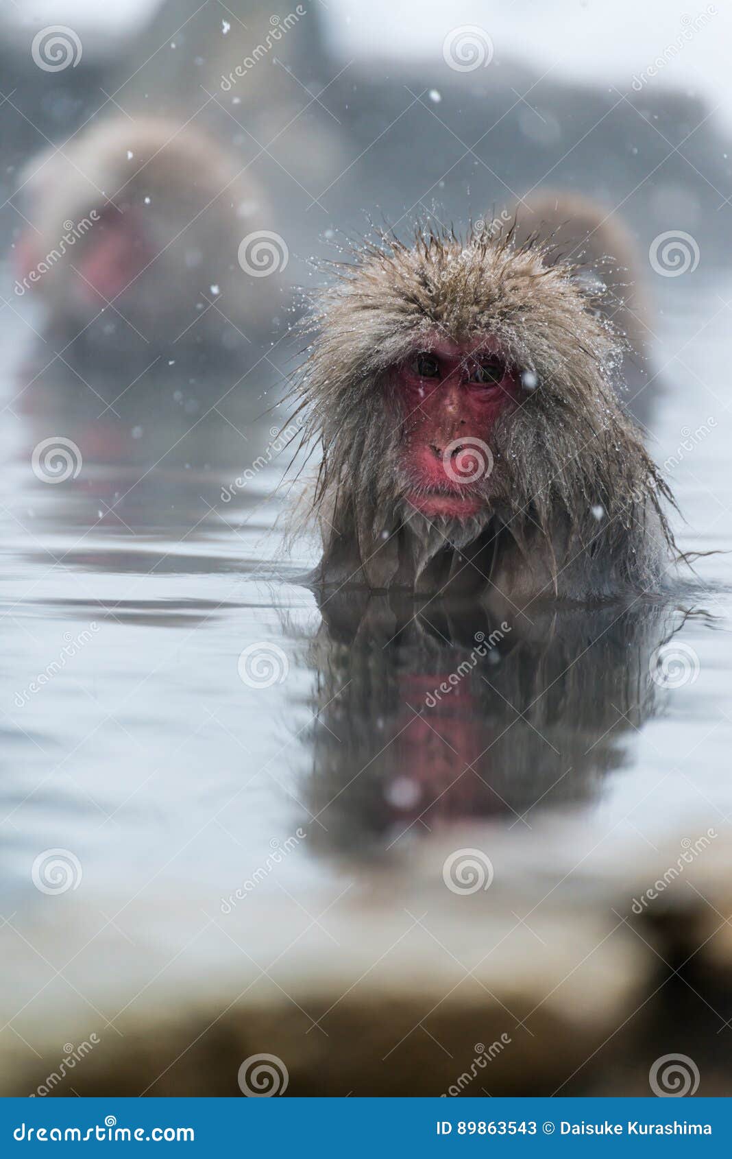 Snow Monkey in the spa stock image. Image of macaque - 89863543
