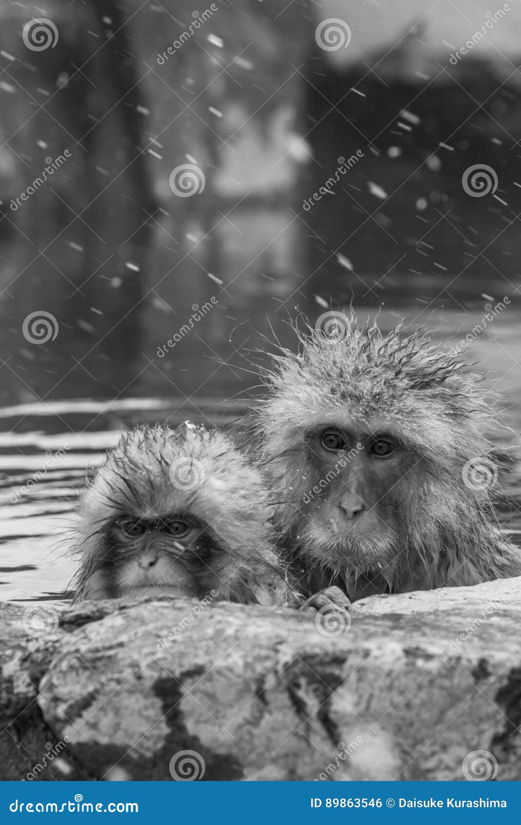 Snow Monkey in the spa stock photo. Image of beauty, nature - 89863546