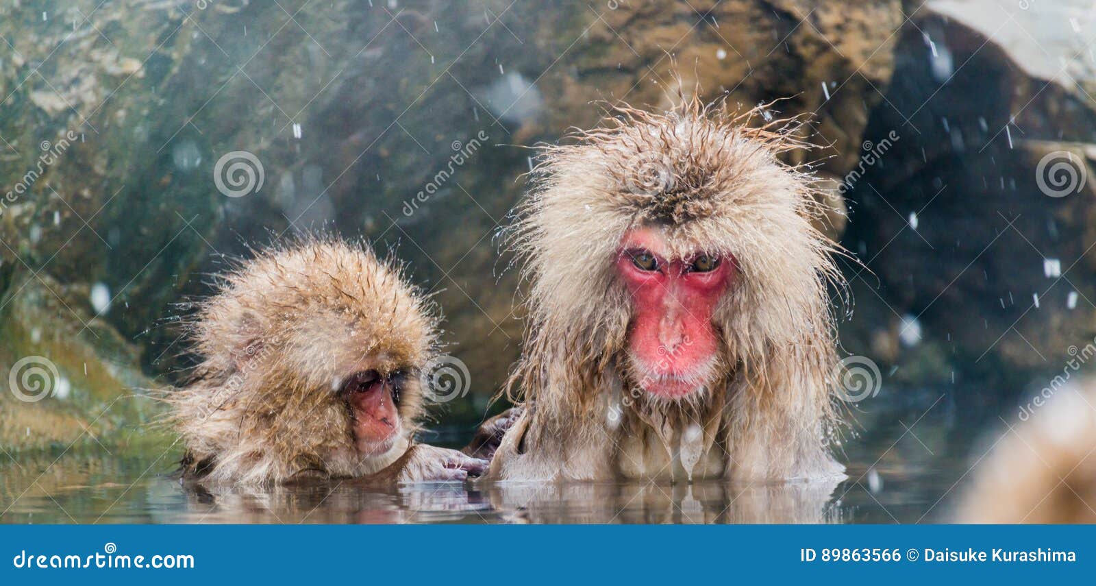 Snow Monkey in the spa stock photo. Image of macaque - 89863566