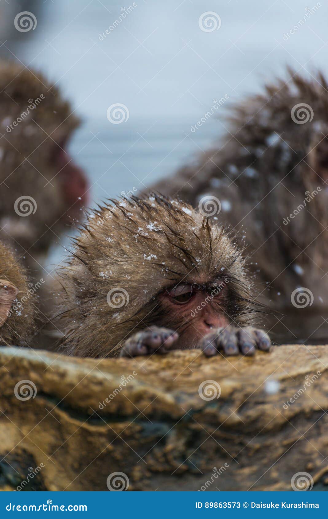 Snow Monkey in the spa stock image. Image of mountain - 89863573