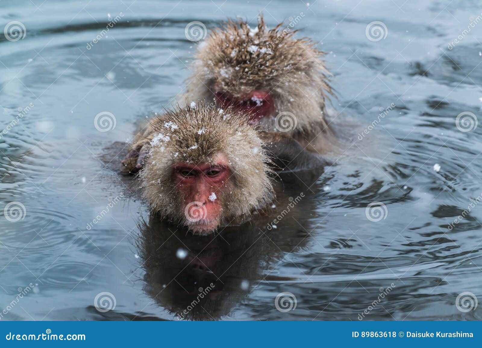 Snow Monkey in the spa stock photo. Image of monkeys - 89863618