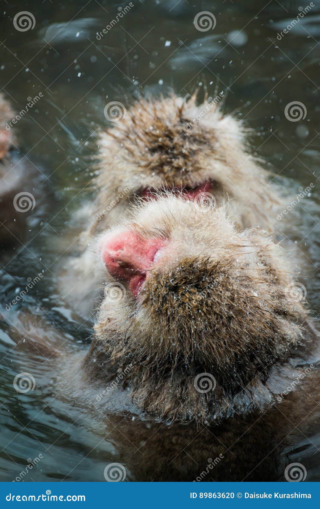 Snow Monkey in the spa stock photo. Image of monkey, prefecture - 89863620