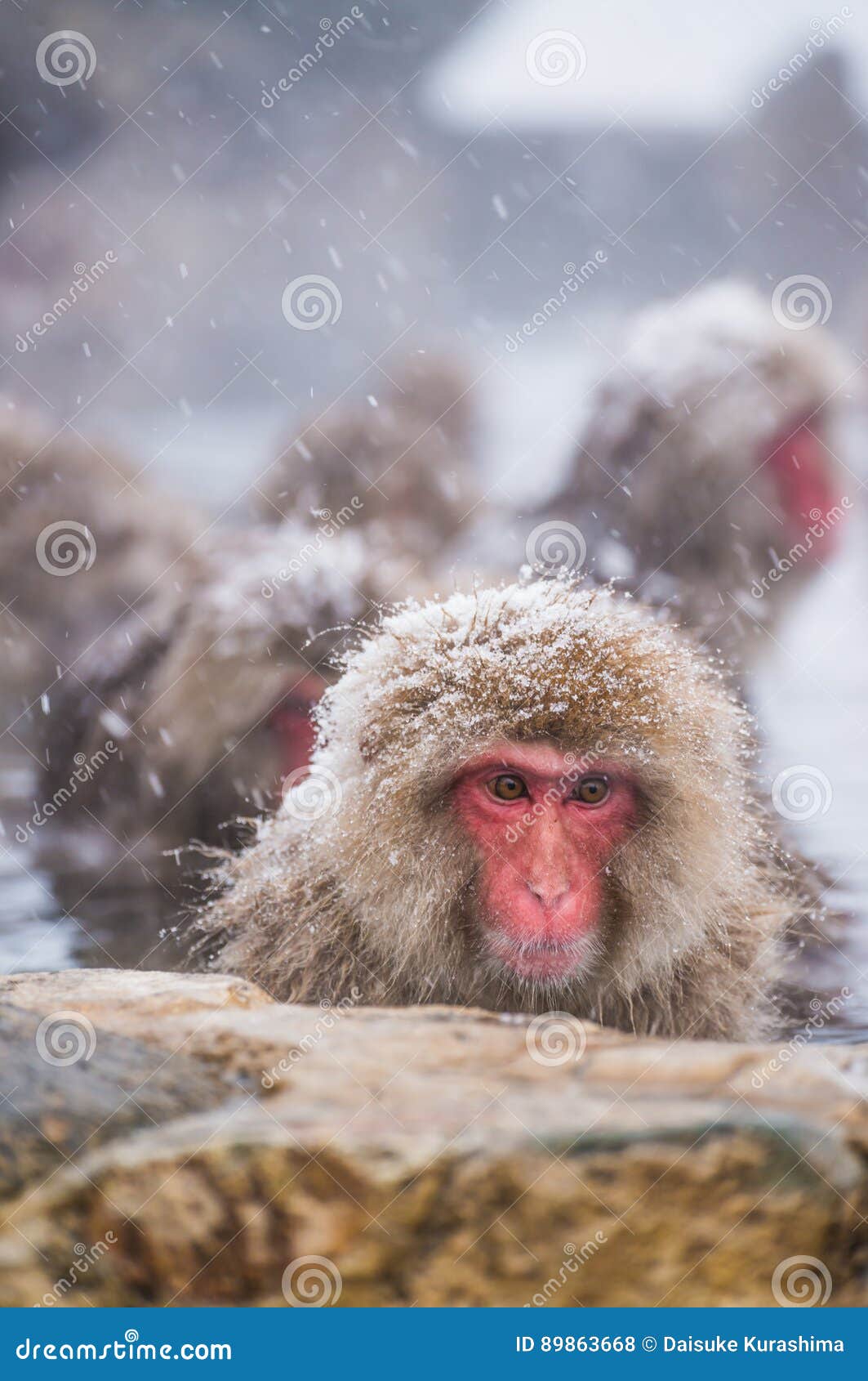 Snow Monkey in the spa stock photo. Image of cute, monkey - 89863668